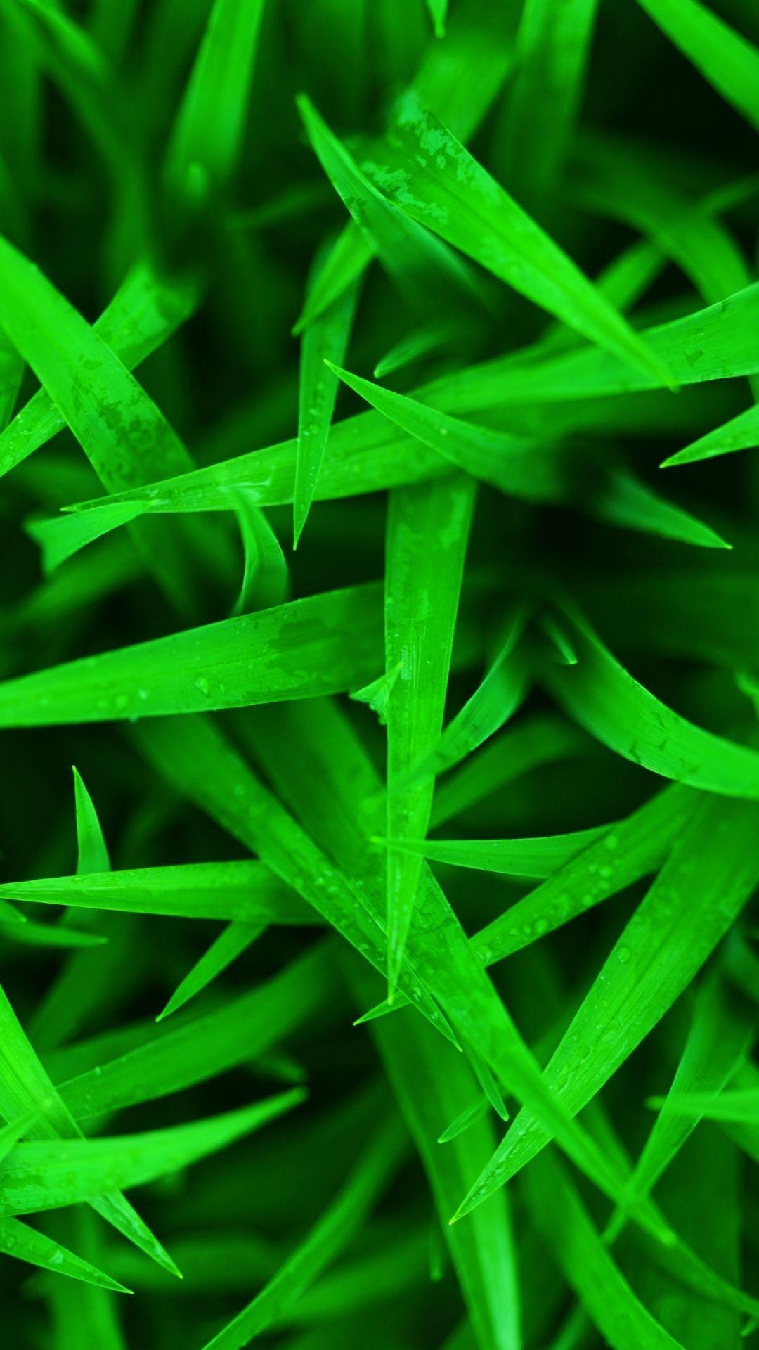 Grass Green Wallpapers - Top Free Grass Green Backgrounds - WallpaperAccess