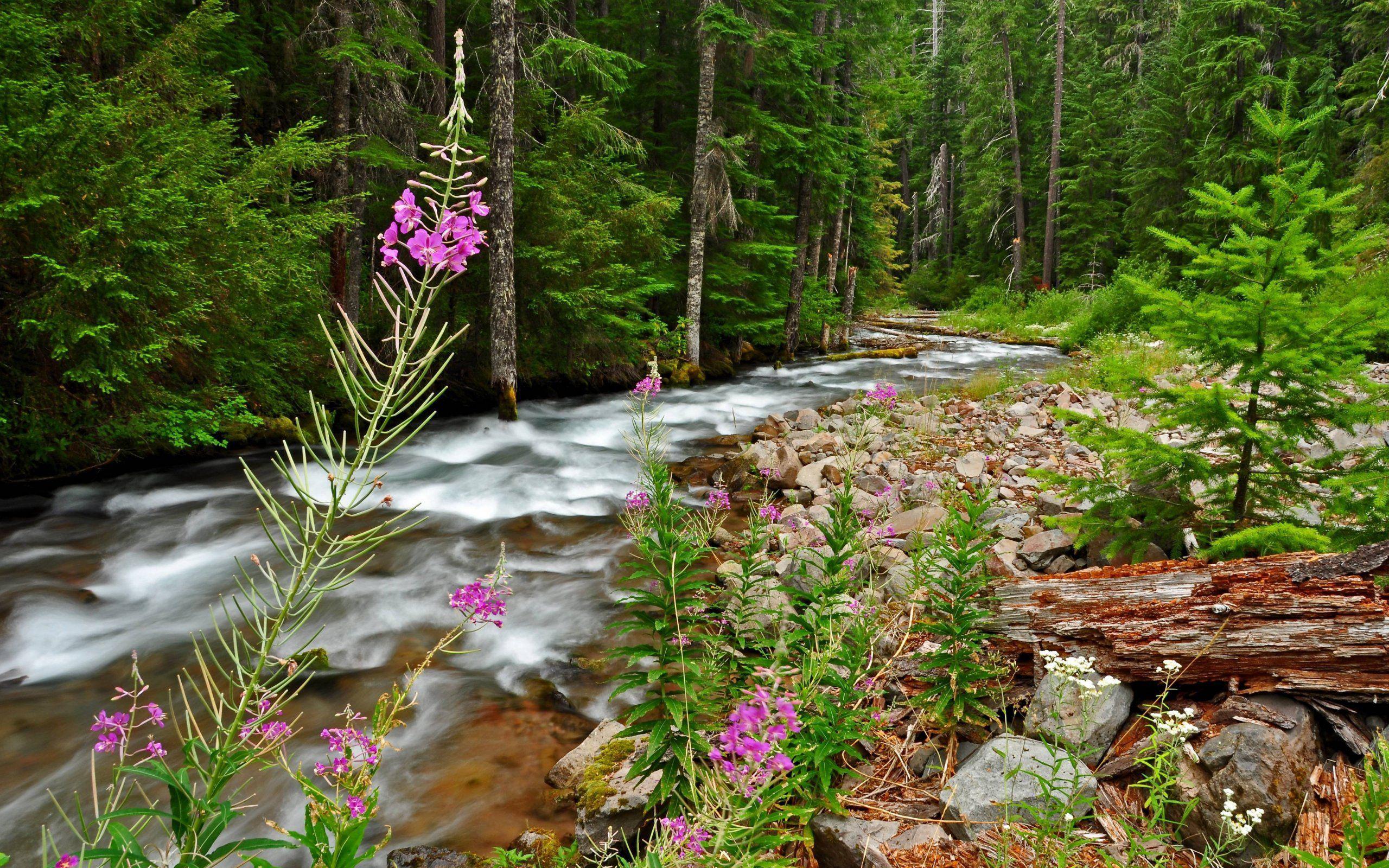 Forest Flowers Wallpapers - Top Free Forest Flowers Backgrounds ...