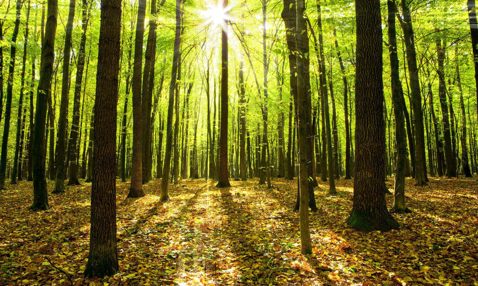 Sunny Forest Wallpapers - Top Free Sunny Forest Backgrounds ...