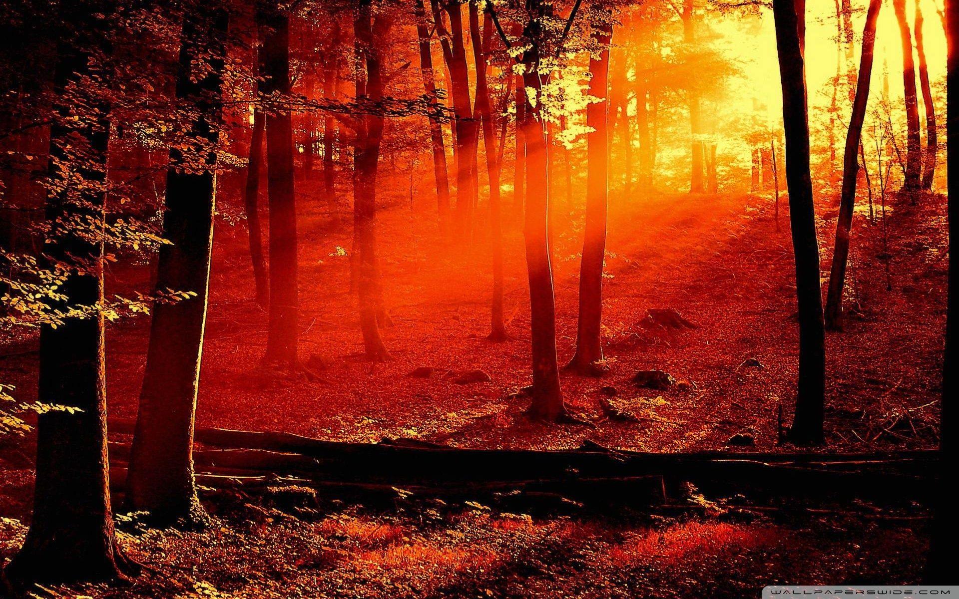 Sunny Forest Wallpapers - Top Free Sunny Forest Backgrounds ...