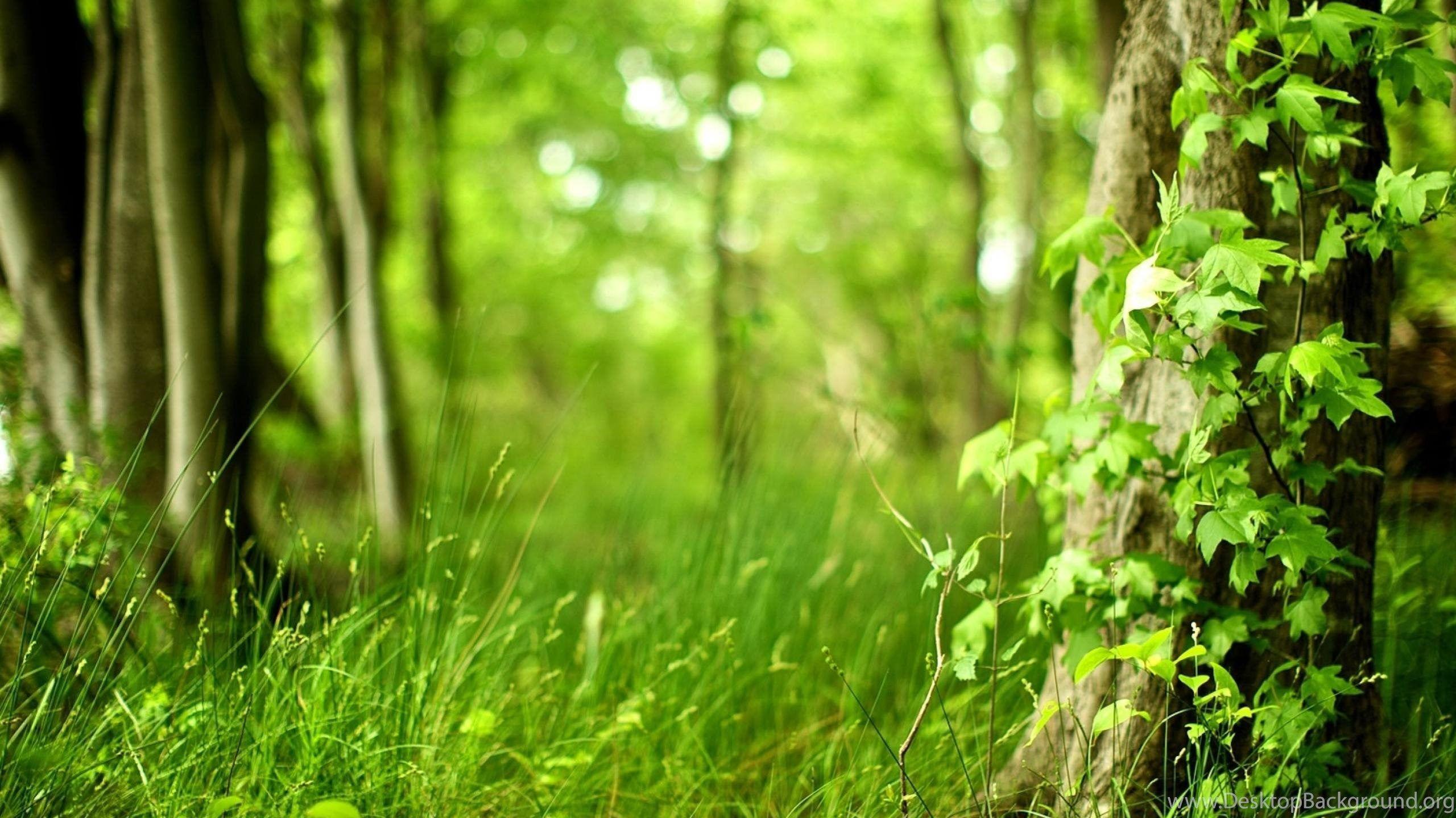 Sunny Forest Wallpapers - Top Free Sunny Forest Backgrounds ...
