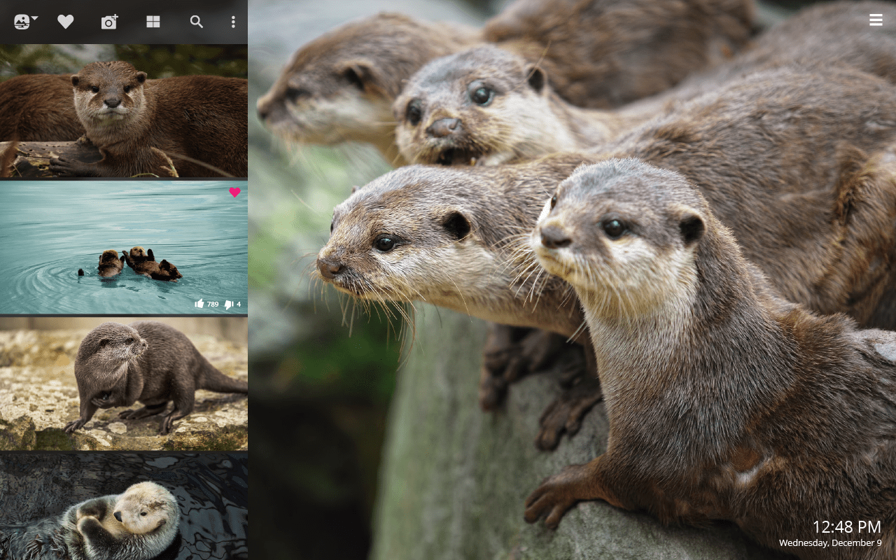 Otter HD Wallpapers - Top Free Otter HD Backgrounds - WallpaperAccess