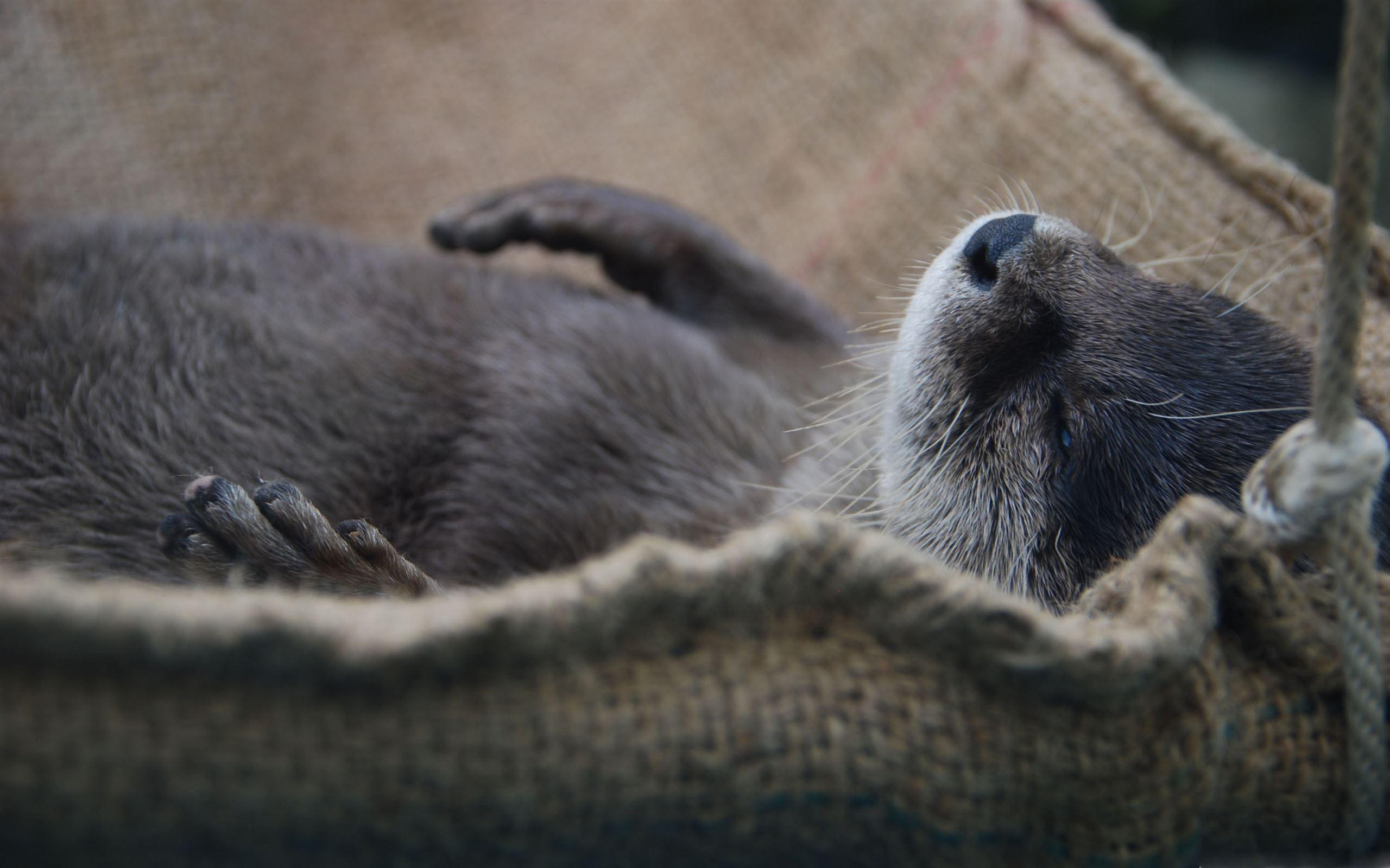 Otter HD Wallpapers - Top Free Otter HD Backgrounds - WallpaperAccess
