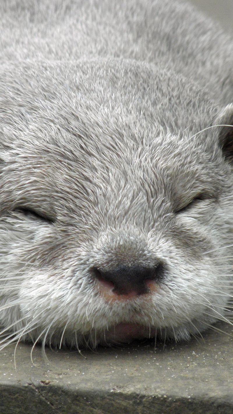 Otter Phone Wallpapers - Top Free Otter Phone Backgrounds - WallpaperAccess