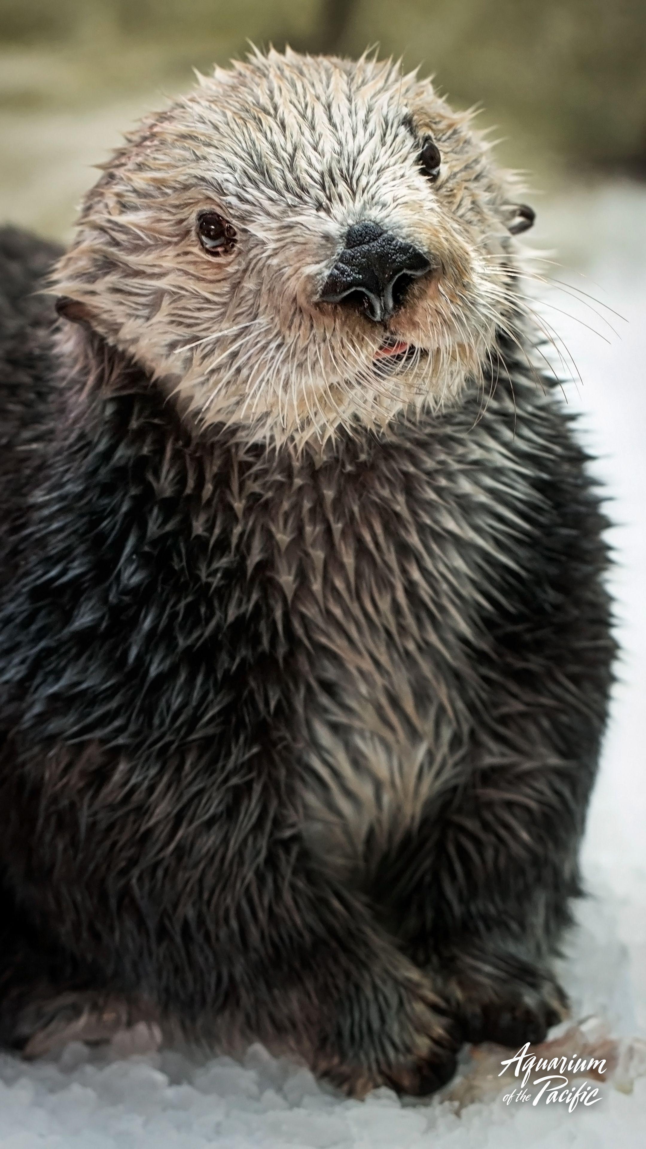 Otter Phone Wallpapers - Top Free Otter Phone Backgrounds - WallpaperAccess
