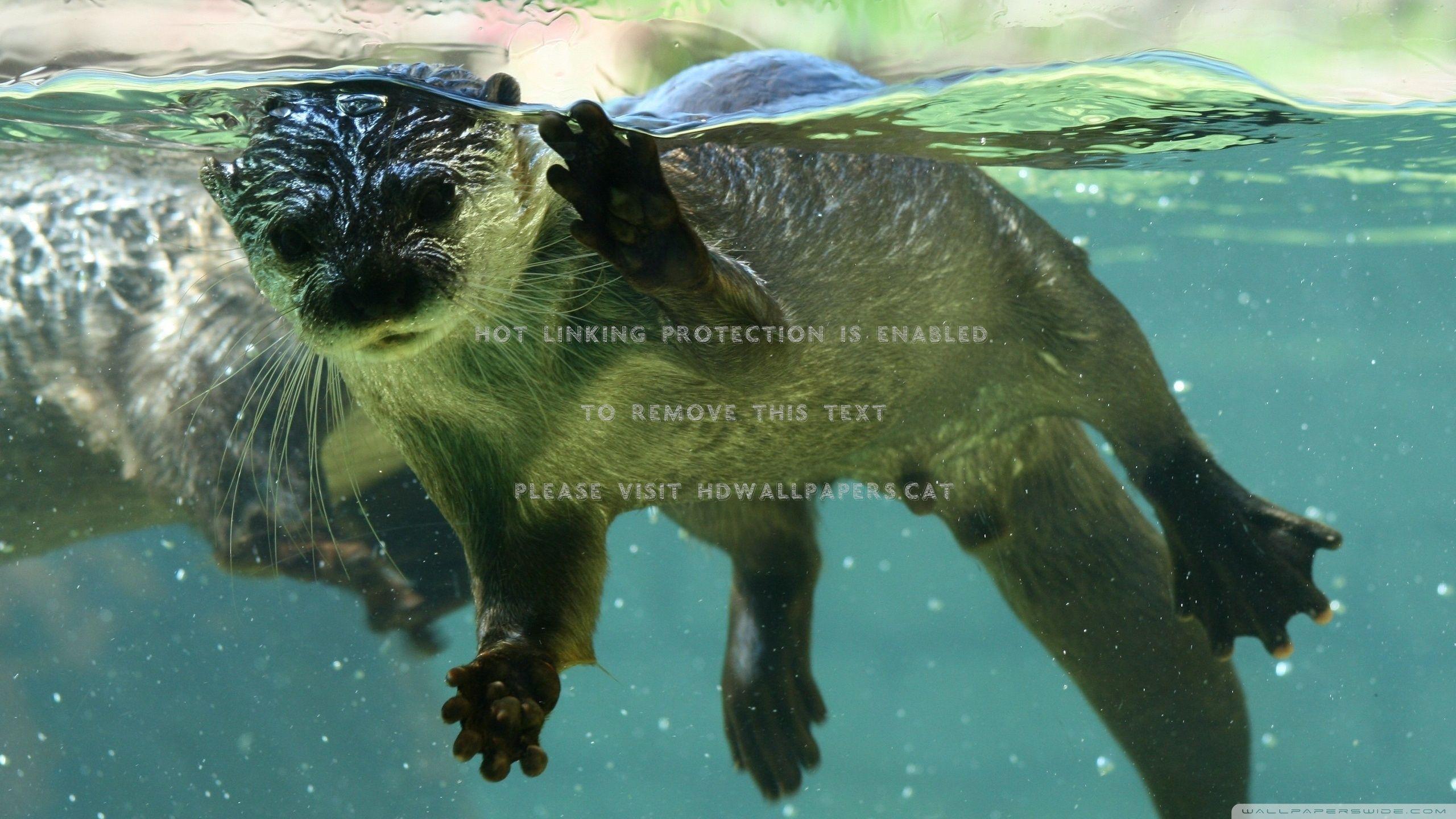 Otter HD Wallpapers - Top Free Otter HD Backgrounds - WallpaperAccess