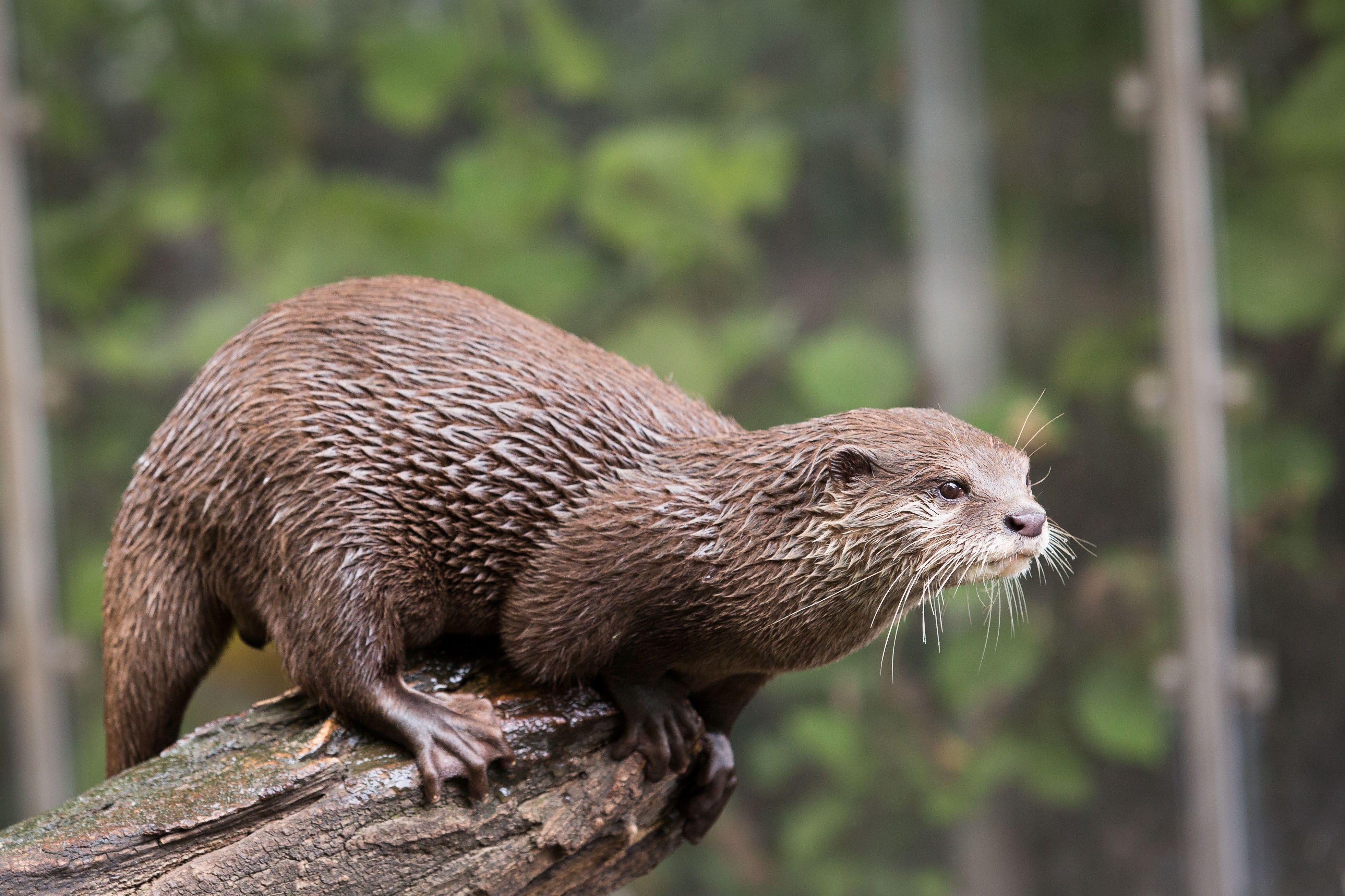 Otter HD Wallpapers - Top Free Otter HD Backgrounds - WallpaperAccess