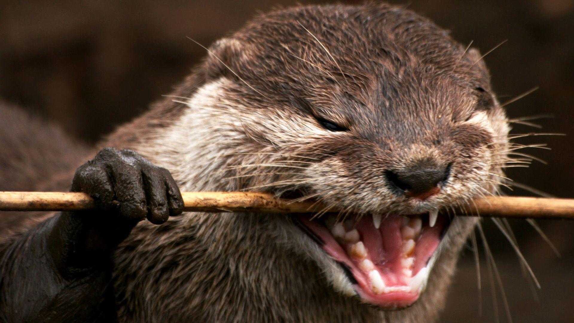 Otter HD Wallpapers - Top Free Otter HD Backgrounds - WallpaperAccess
