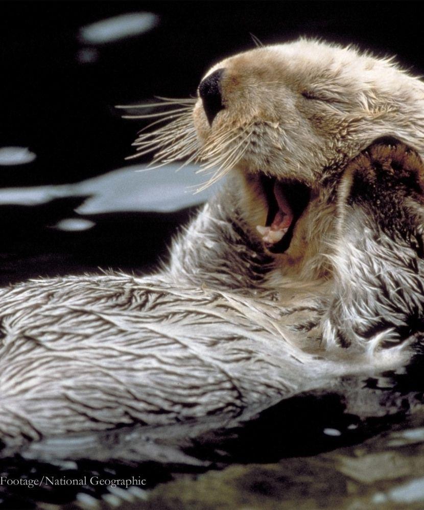Otter HD Wallpapers - Top Free Otter HD Backgrounds - WallpaperAccess