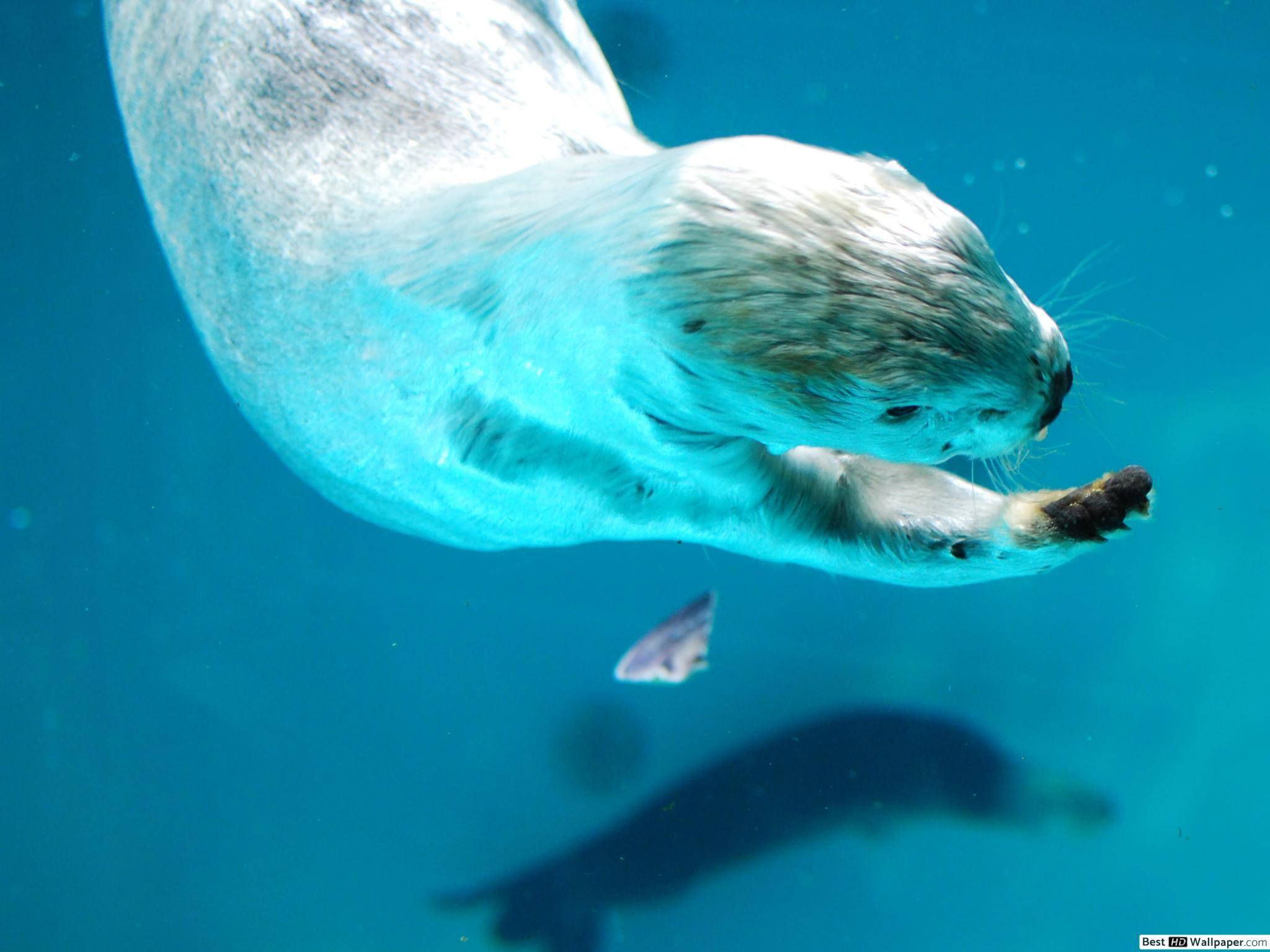 Otter HD Wallpapers - Top Free Otter HD Backgrounds - WallpaperAccess