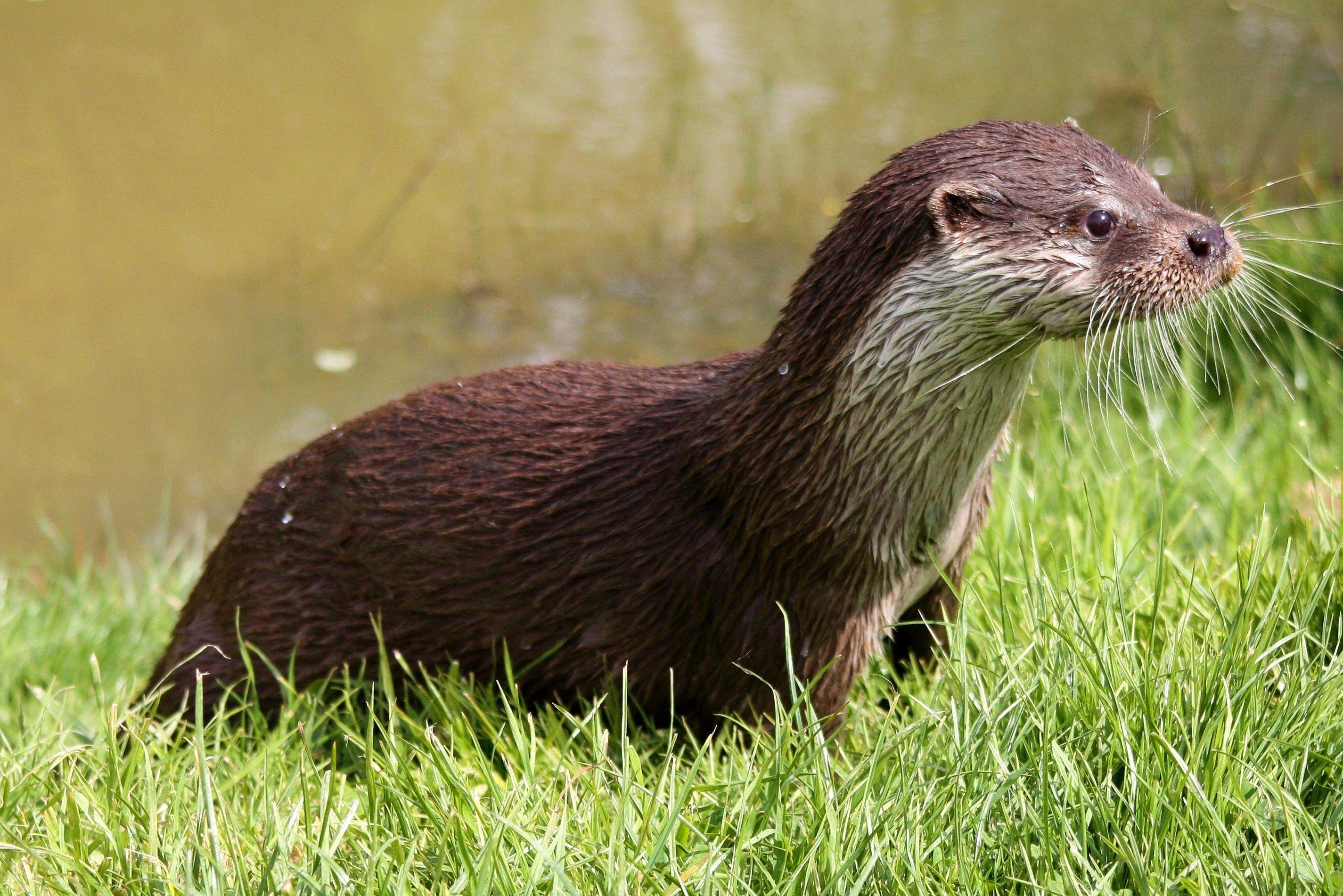 Otter HD Wallpapers - Top Free Otter HD Backgrounds - WallpaperAccess