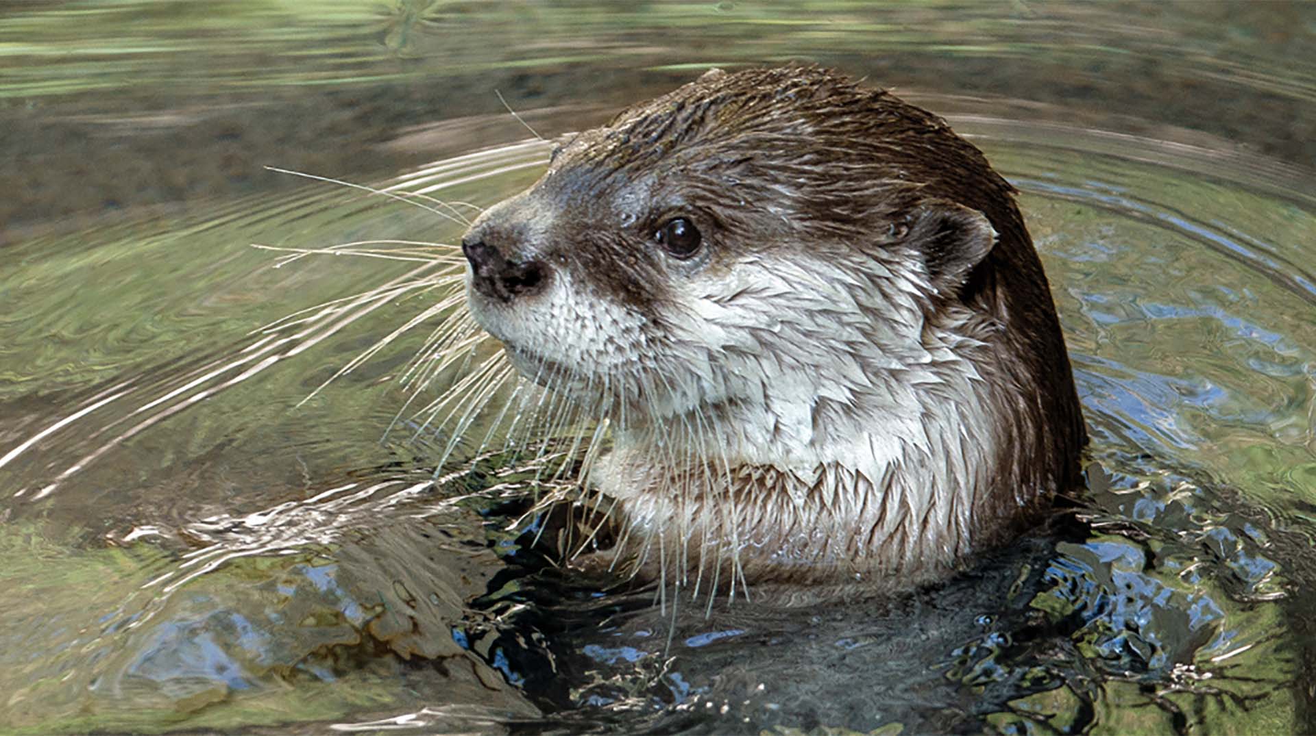 Otter HD Wallpapers - Top Free Otter HD Backgrounds - WallpaperAccess