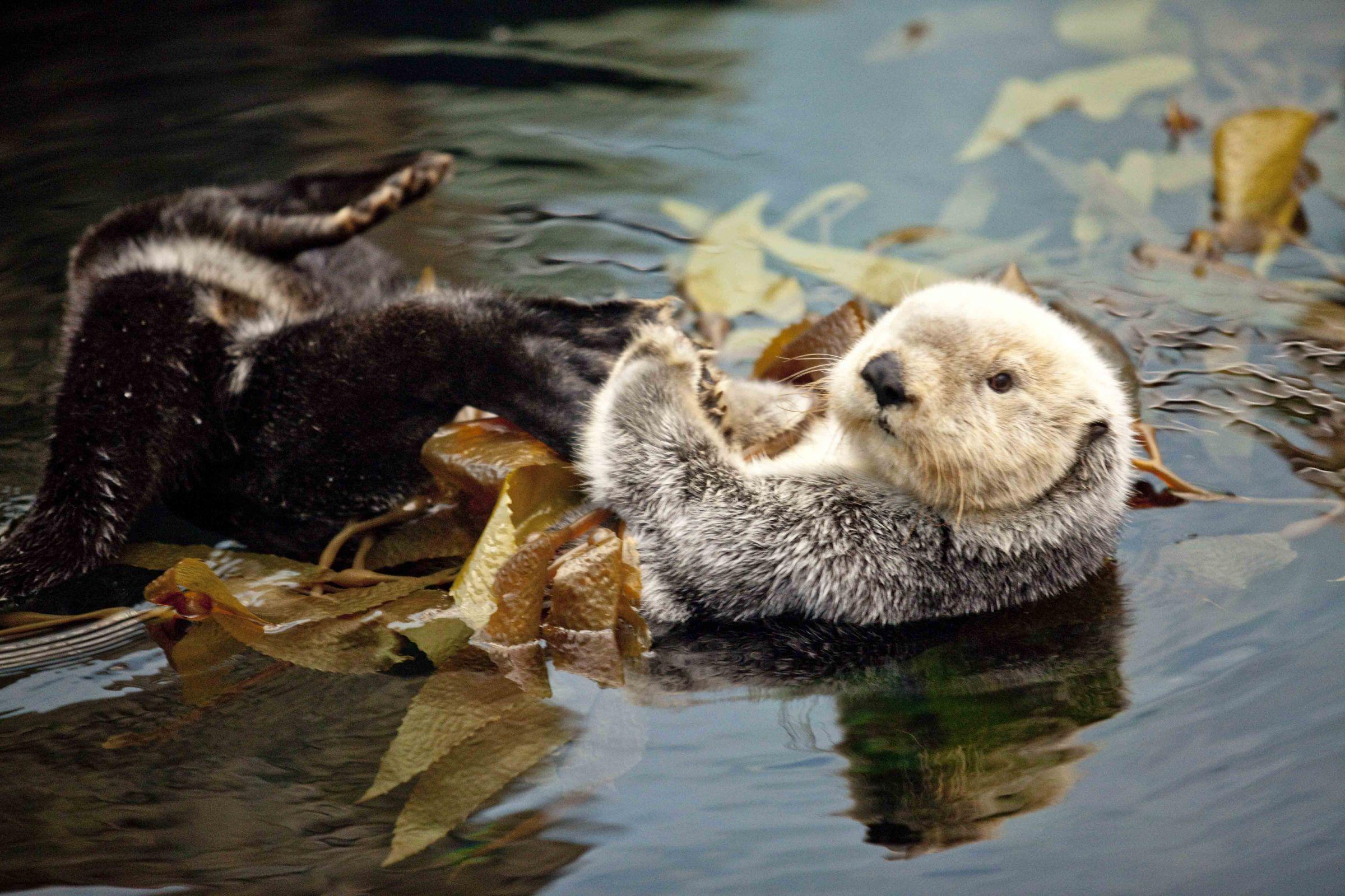 Cute Sea Otter Wallpapers - Top Free Cute Sea Otter Backgrounds ...