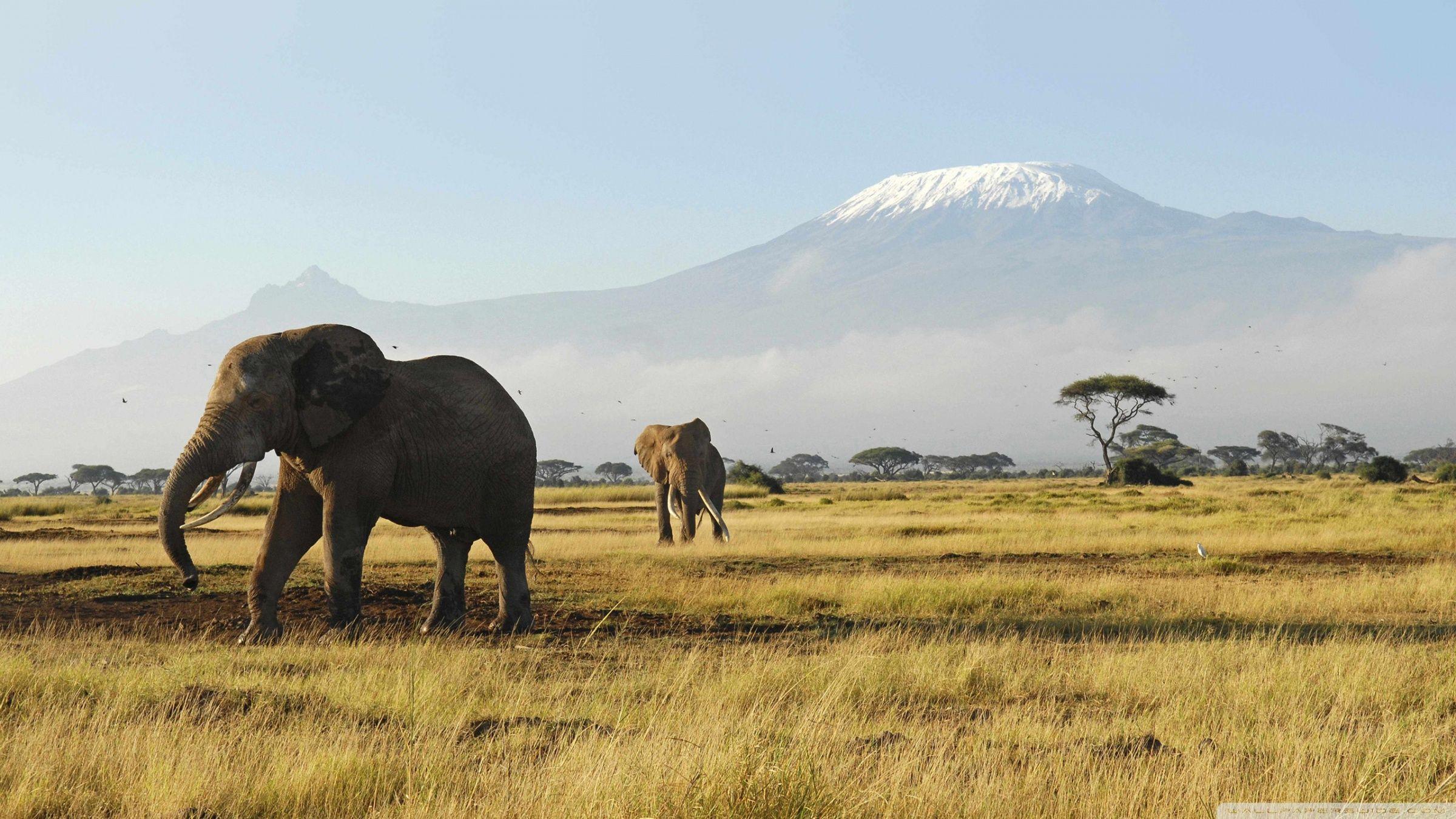African Elephant Wallpapers - Top Free African Elephant Backgrounds ...