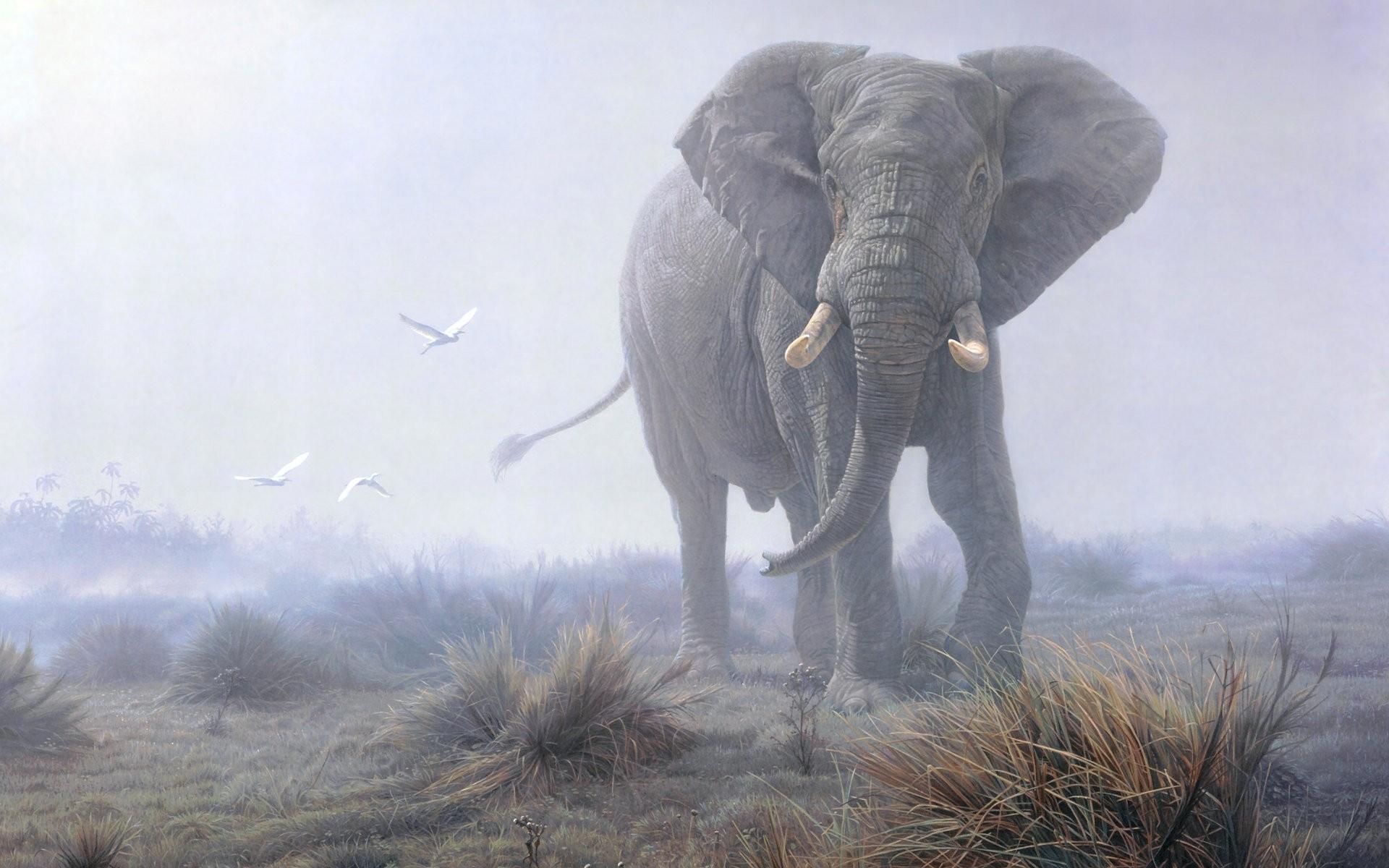 African Elephant Wallpapers - Top Free African Elephant Backgrounds ...