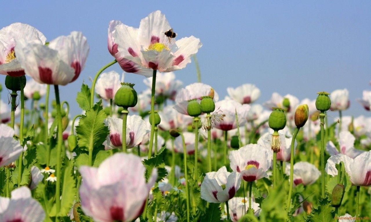 Red Core Wallpapers - Top Free Red Core Backgrounds - WallpaperAccess