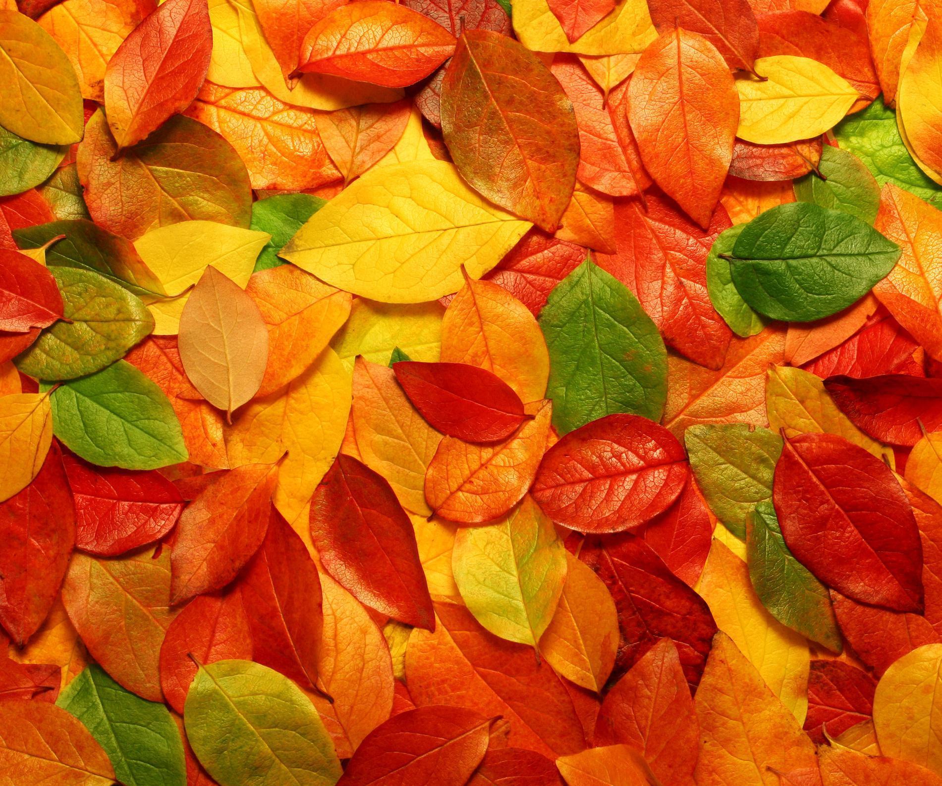 Autumn Halloween Wallpapers - Top Free Autumn Halloween Backgrounds ...