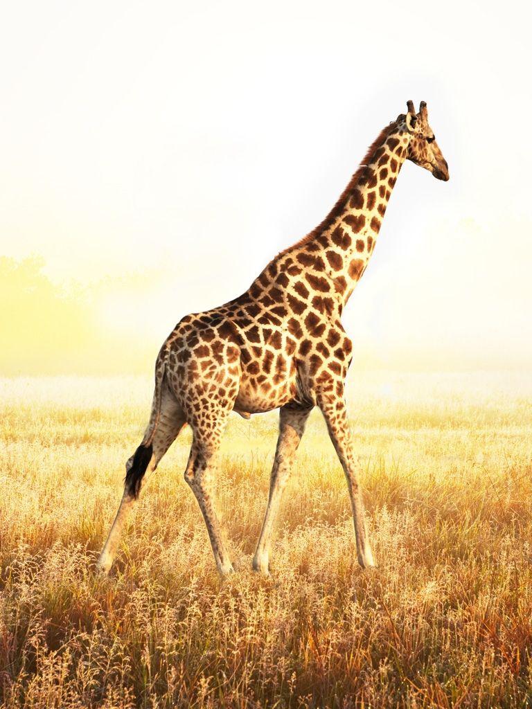 Funny Giraffe Wallpapers - Top Free Funny Giraffe Backgrounds ...