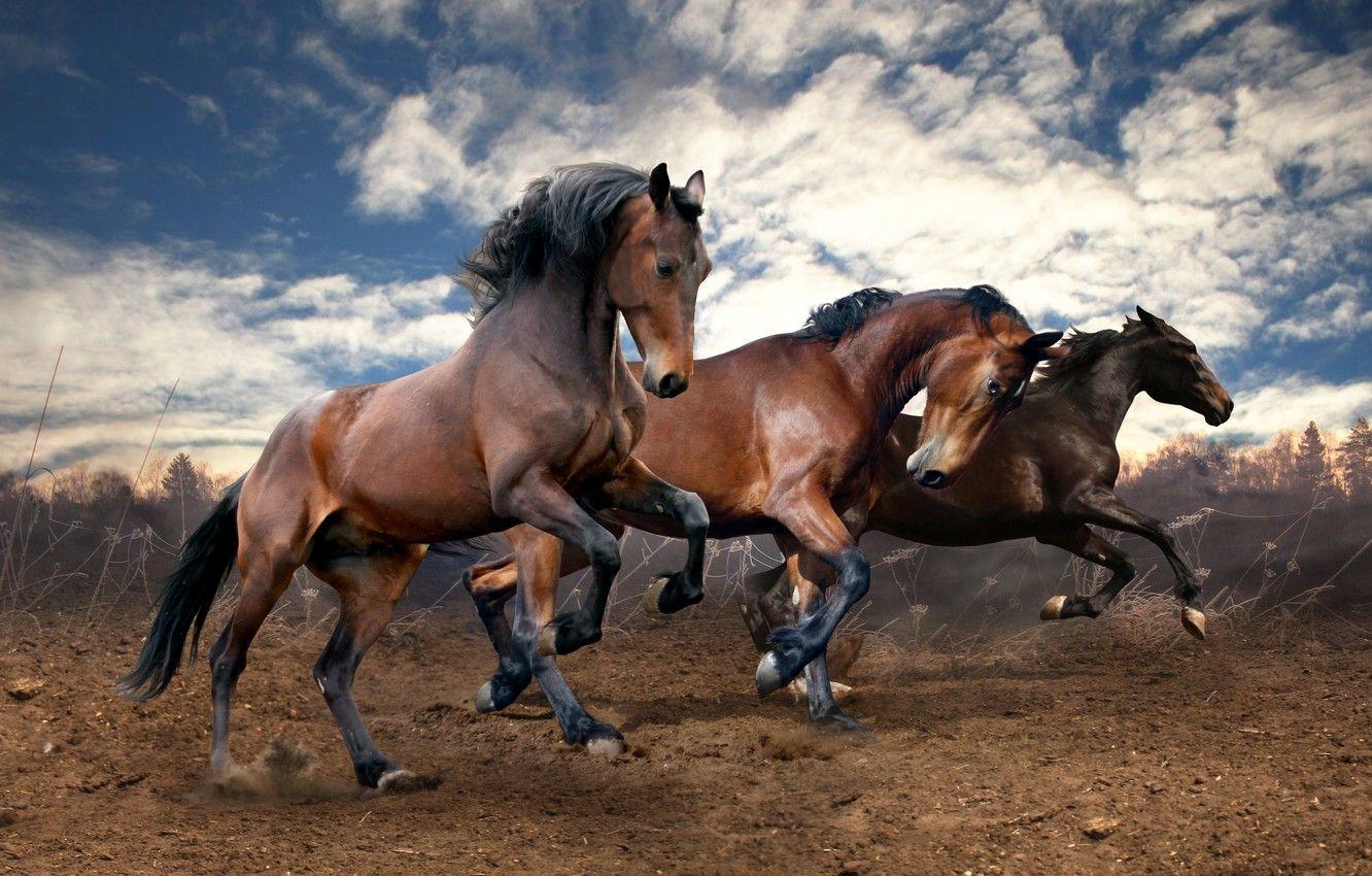 Horses Running Wallpapers - Top Free Horses Running Backgrounds ...
