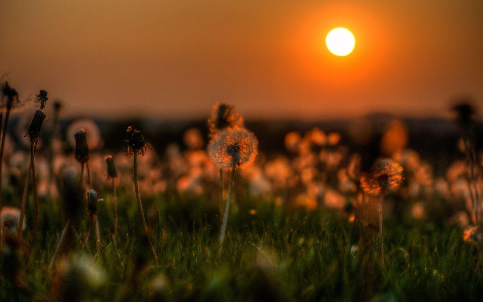 Flowers Sunset Wallpapers - Top Free Flowers Sunset Backgrounds ...