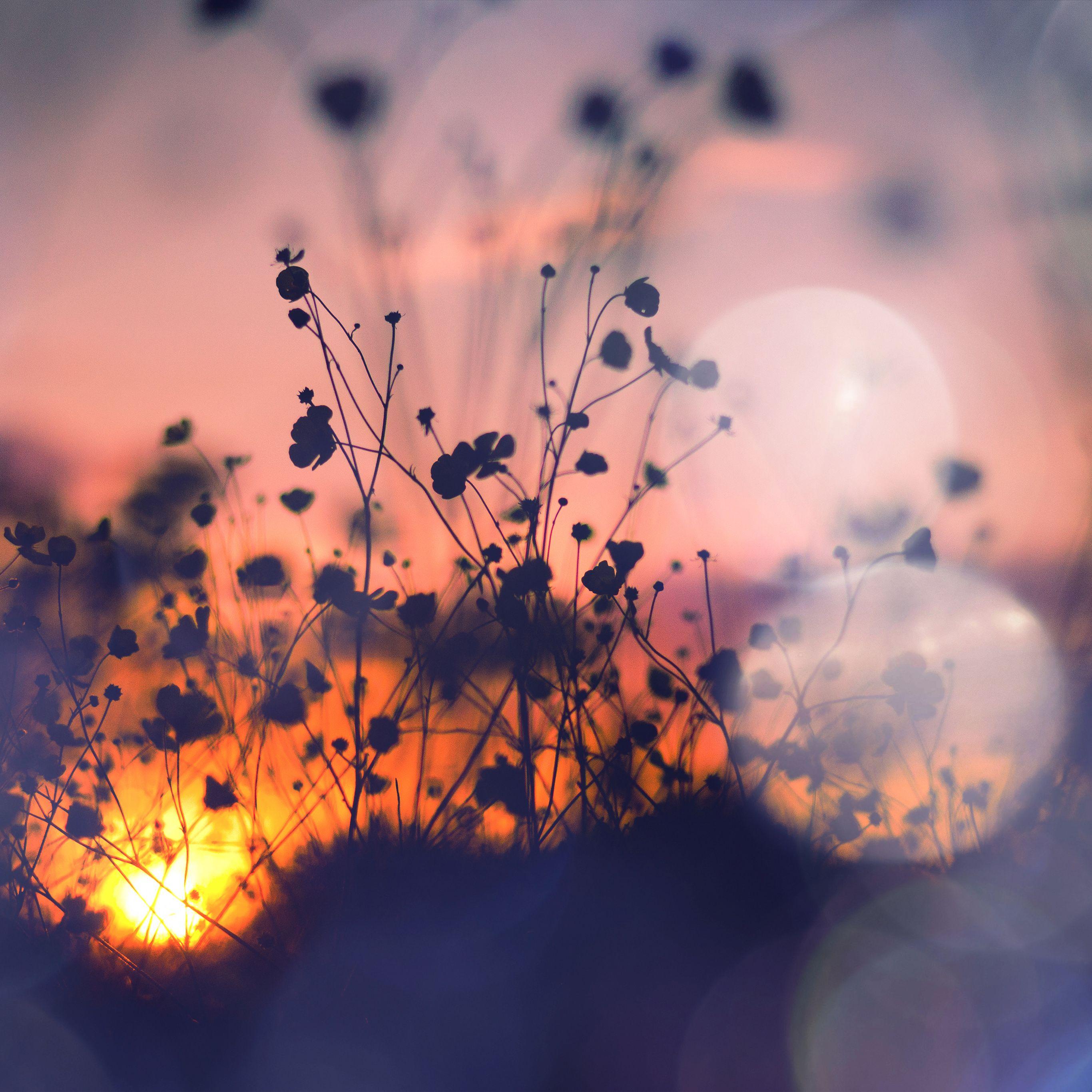 Flowers Sunset Wallpapers - Top Free Flowers Sunset Backgrounds ...