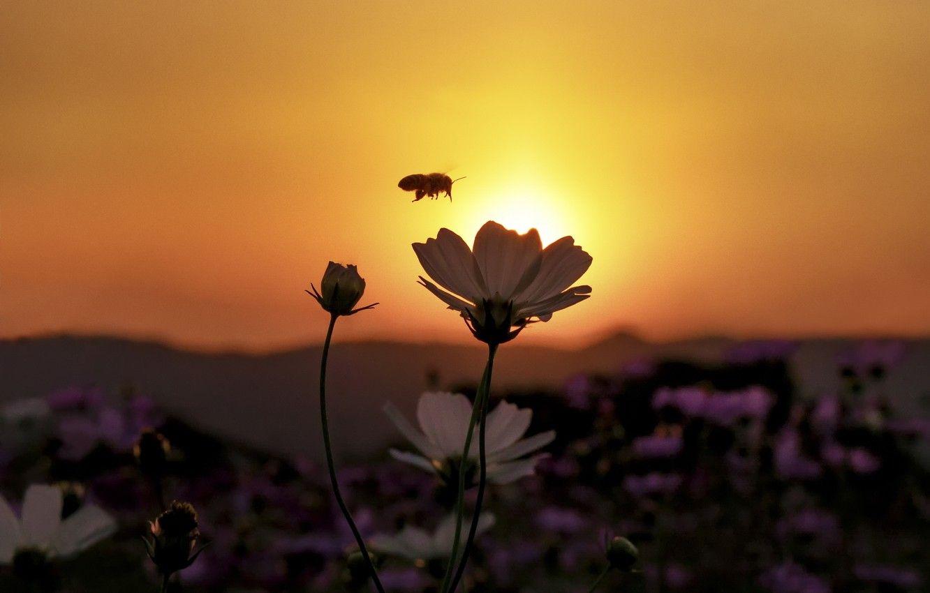 Flowers Sunset Wallpapers - Top Free Flowers Sunset Backgrounds ...