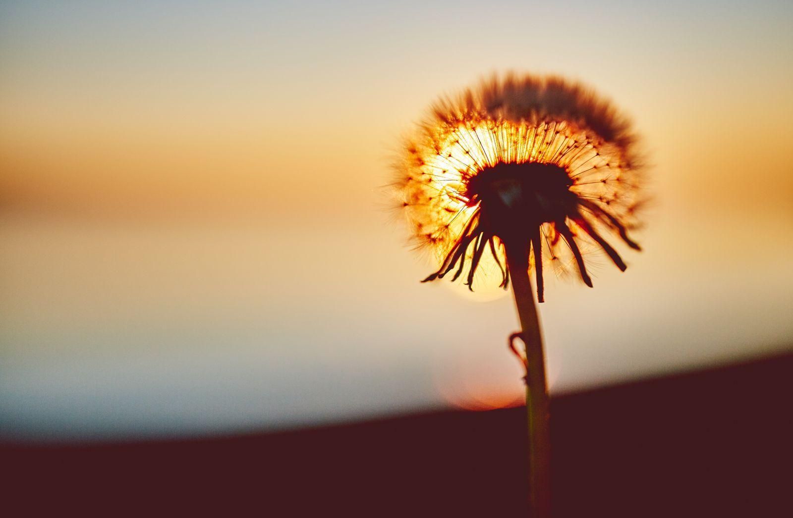 Flowers Sunset Wallpapers - Top Free Flowers Sunset Backgrounds ...