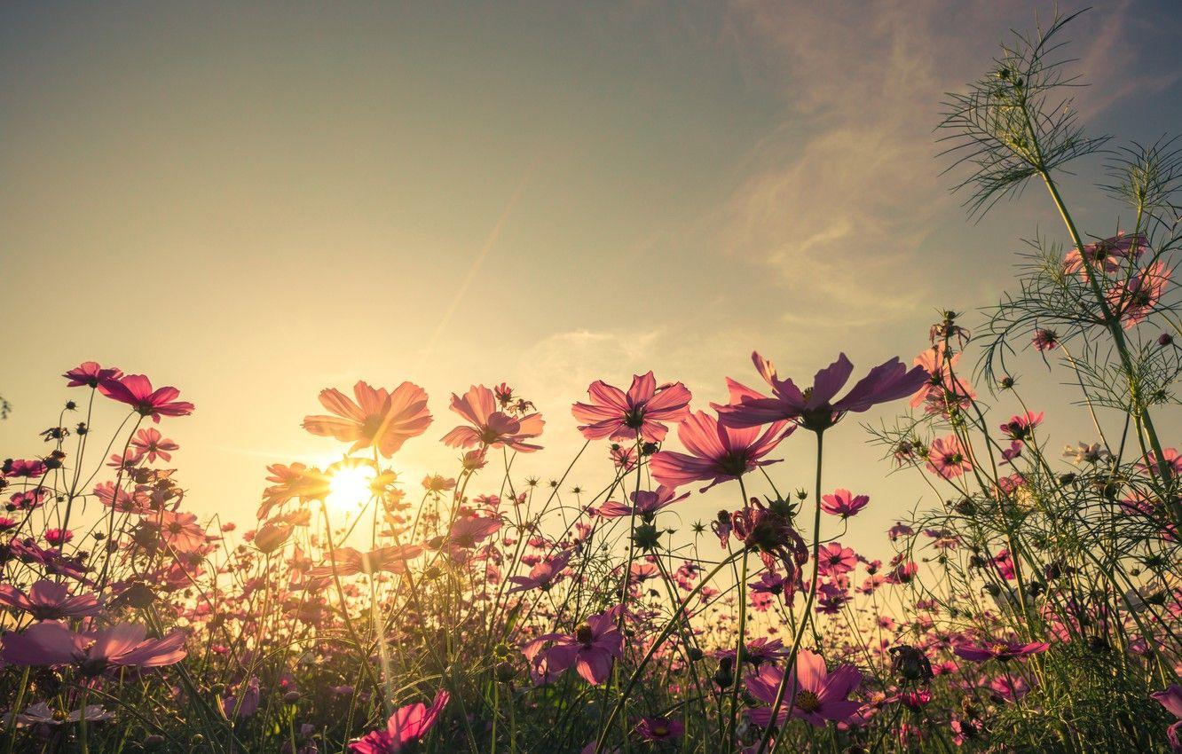 Flowers Sunset Wallpapers - Top Free Flowers Sunset Backgrounds ...