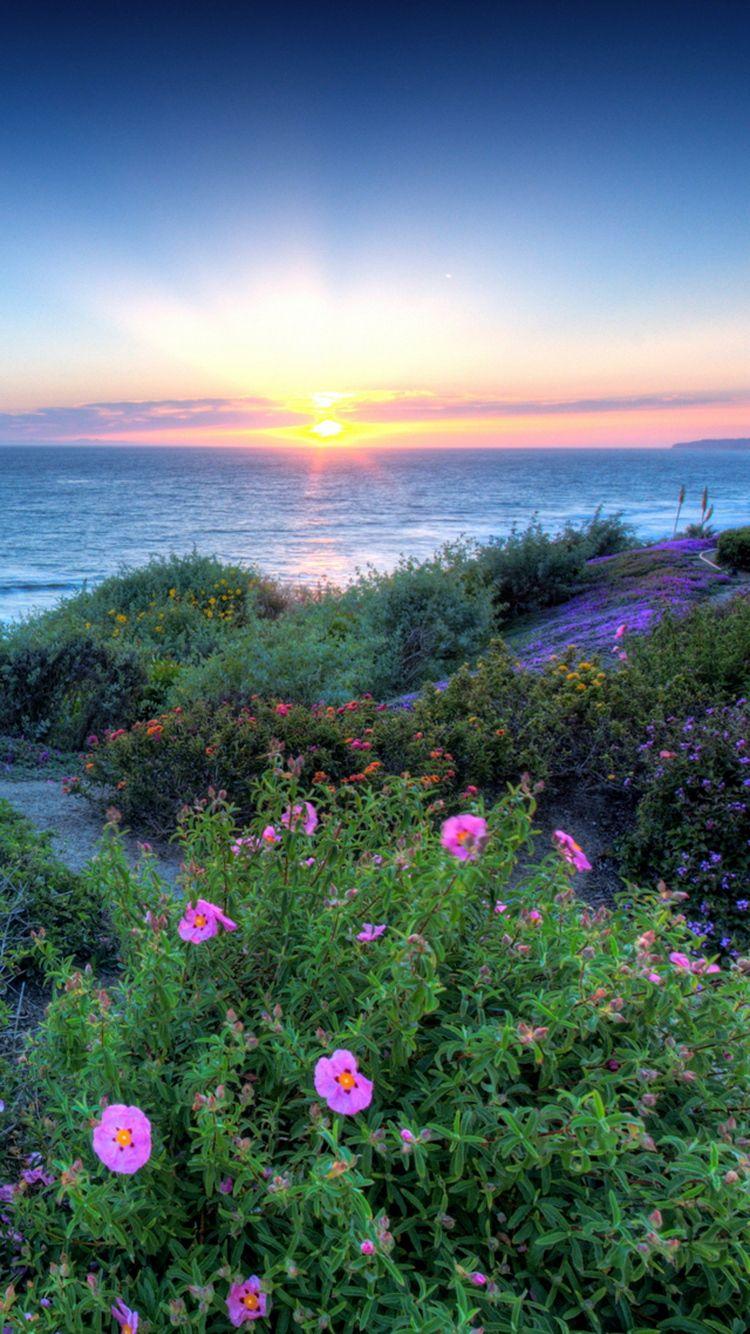 Flowers Sunset Wallpapers - Top Free Flowers Sunset Backgrounds ...
