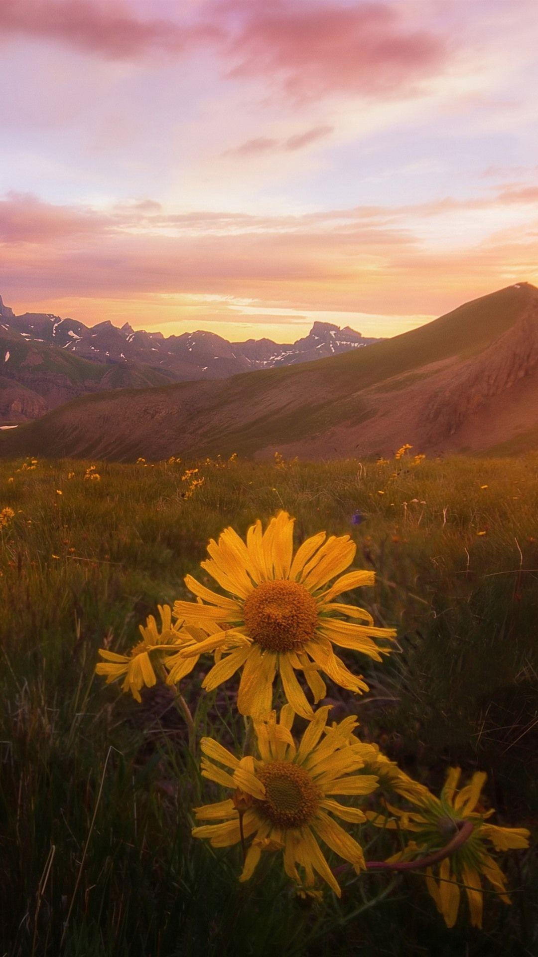 Flowers Sunset Wallpapers - Top Free Flowers Sunset Backgrounds ...