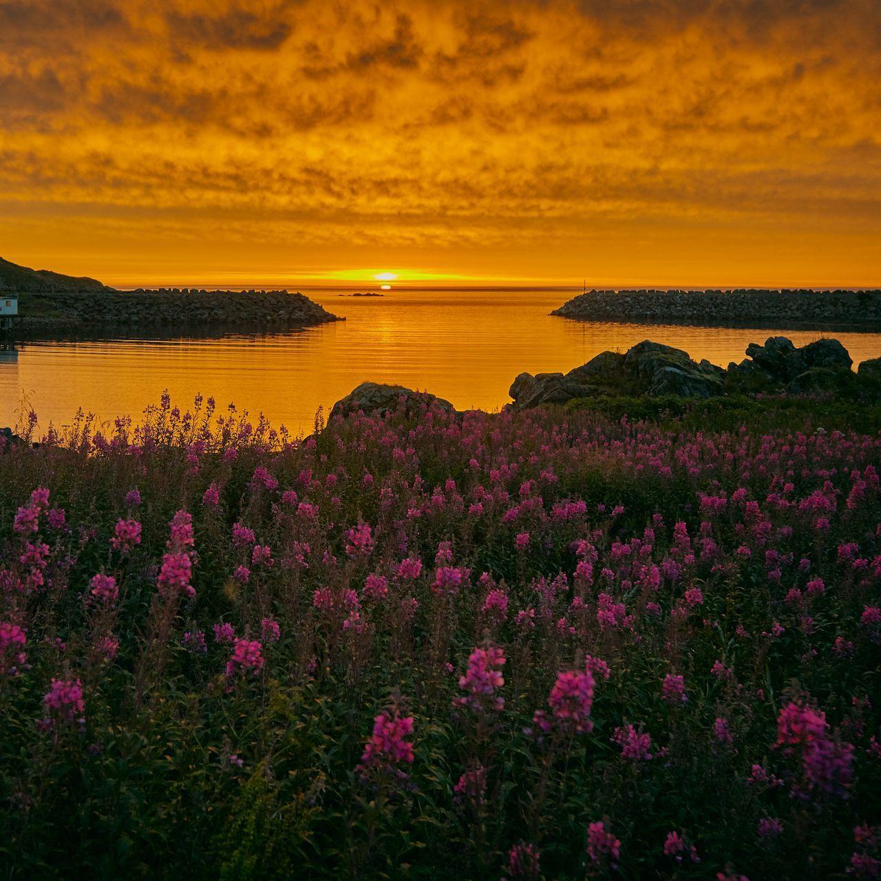 Flowers Sunset Wallpapers - Top Free Flowers Sunset Backgrounds ...