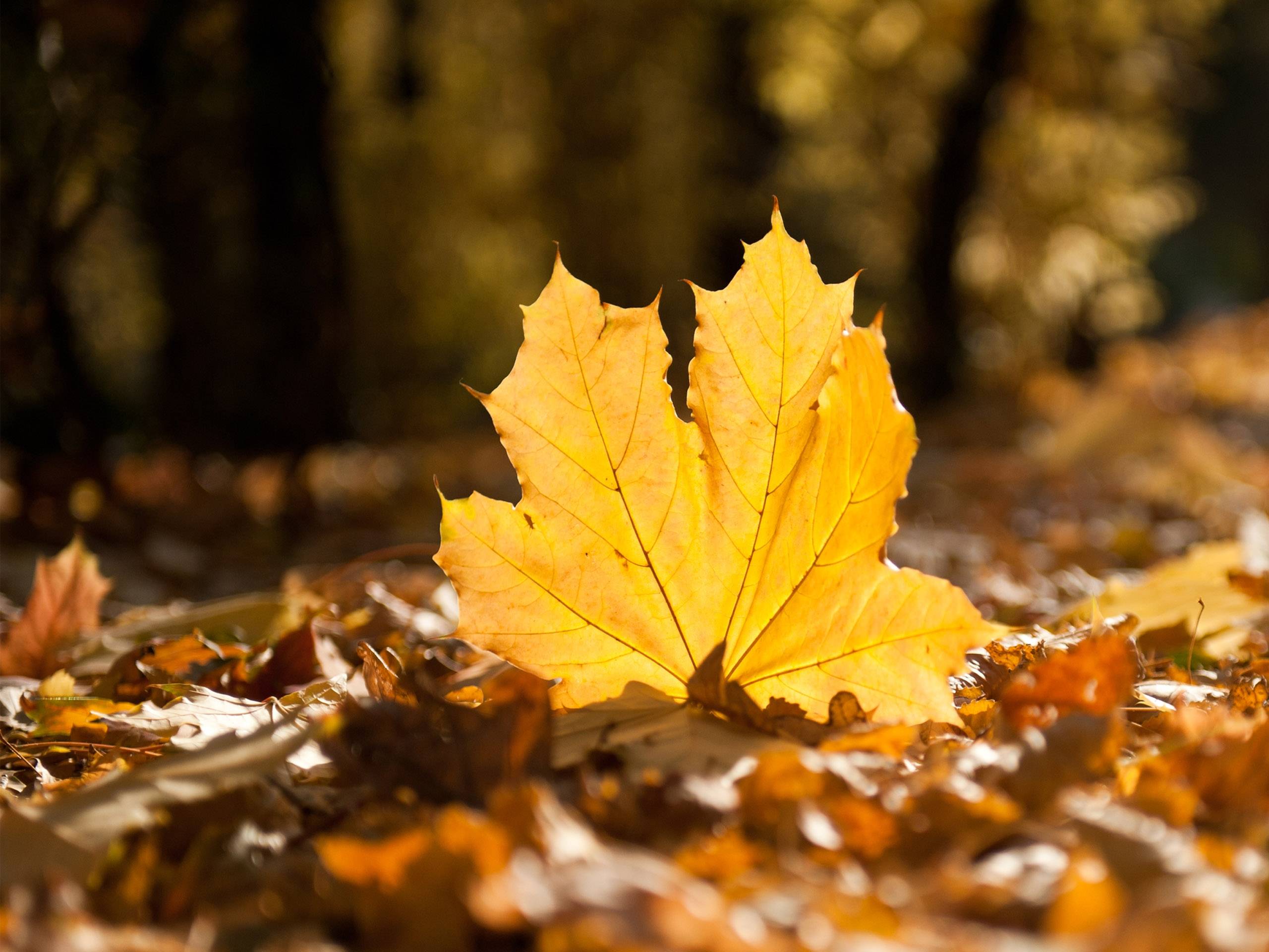 Leaves HD Wallpapers - Top Free Leaves HD Backgrounds - WallpaperAccess