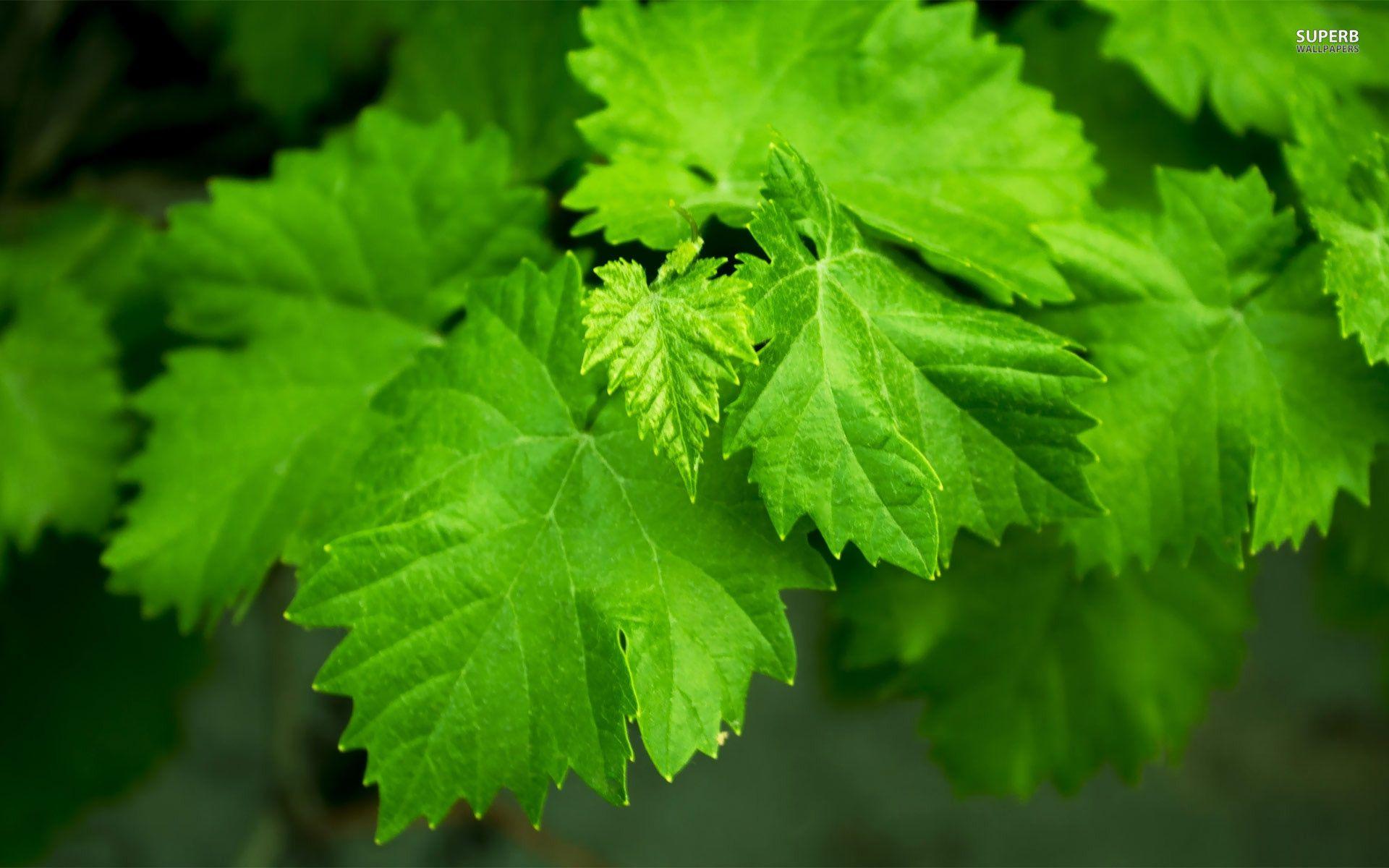 Leaves HD Wallpapers - Top Free Leaves HD Backgrounds - WallpaperAccess