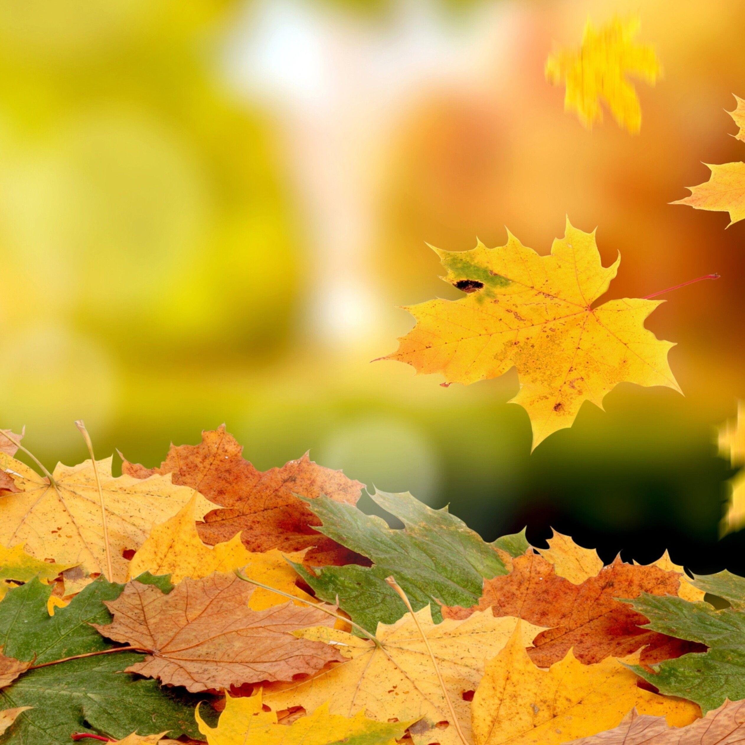 Leaves HD Wallpapers - Top Free Leaves HD Backgrounds - WallpaperAccess