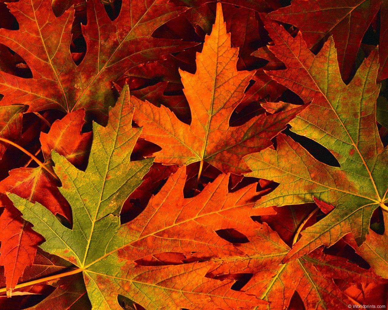 Fall Leaves Desktop Wallpapers - Top Free Fall Leaves Desktop ...