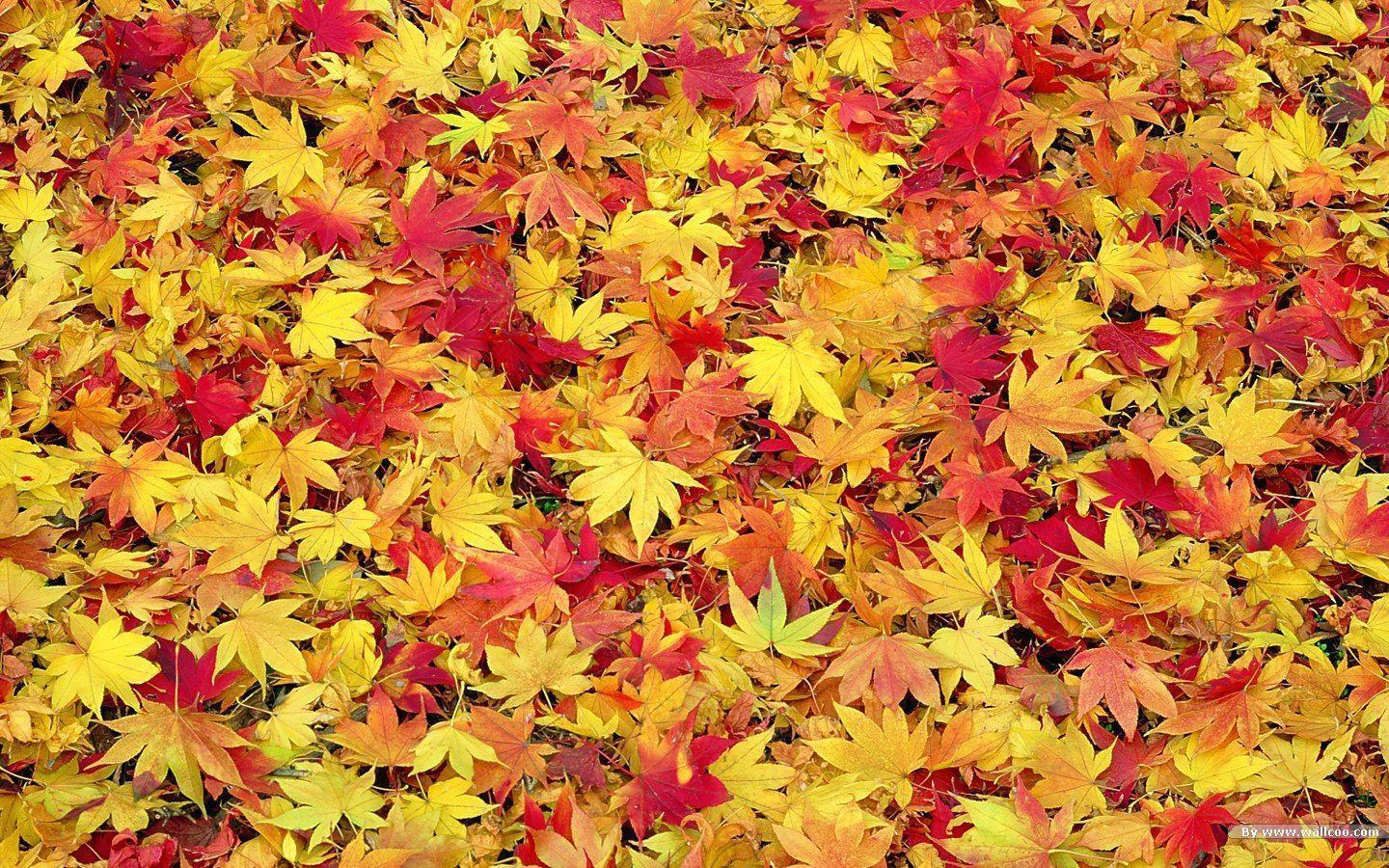 Fall Leaves Desktop Wallpapers - Top Free Fall Leaves Desktop ...