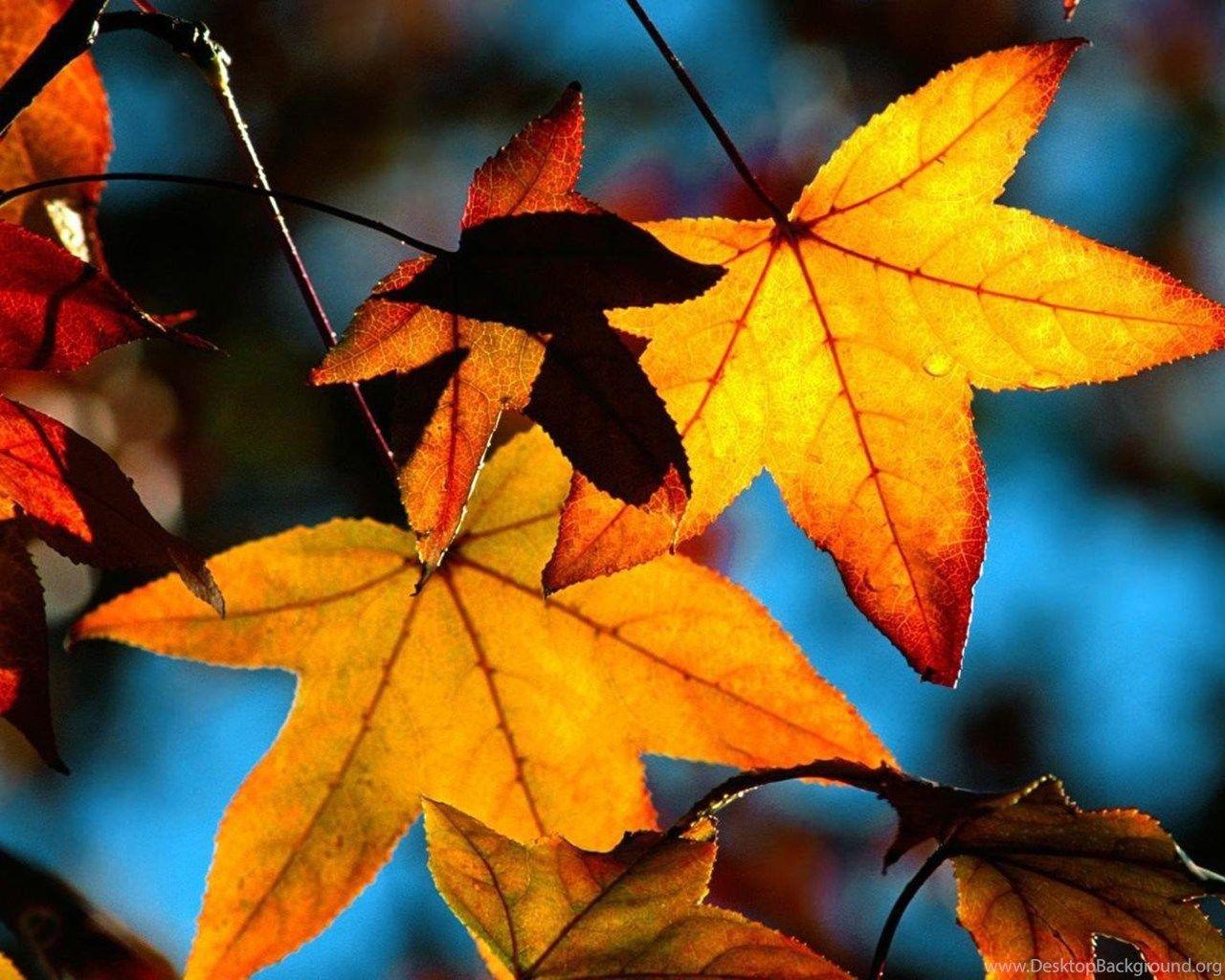 Fall Leaves Desktop Wallpapers - Top Free Fall Leaves Desktop ...