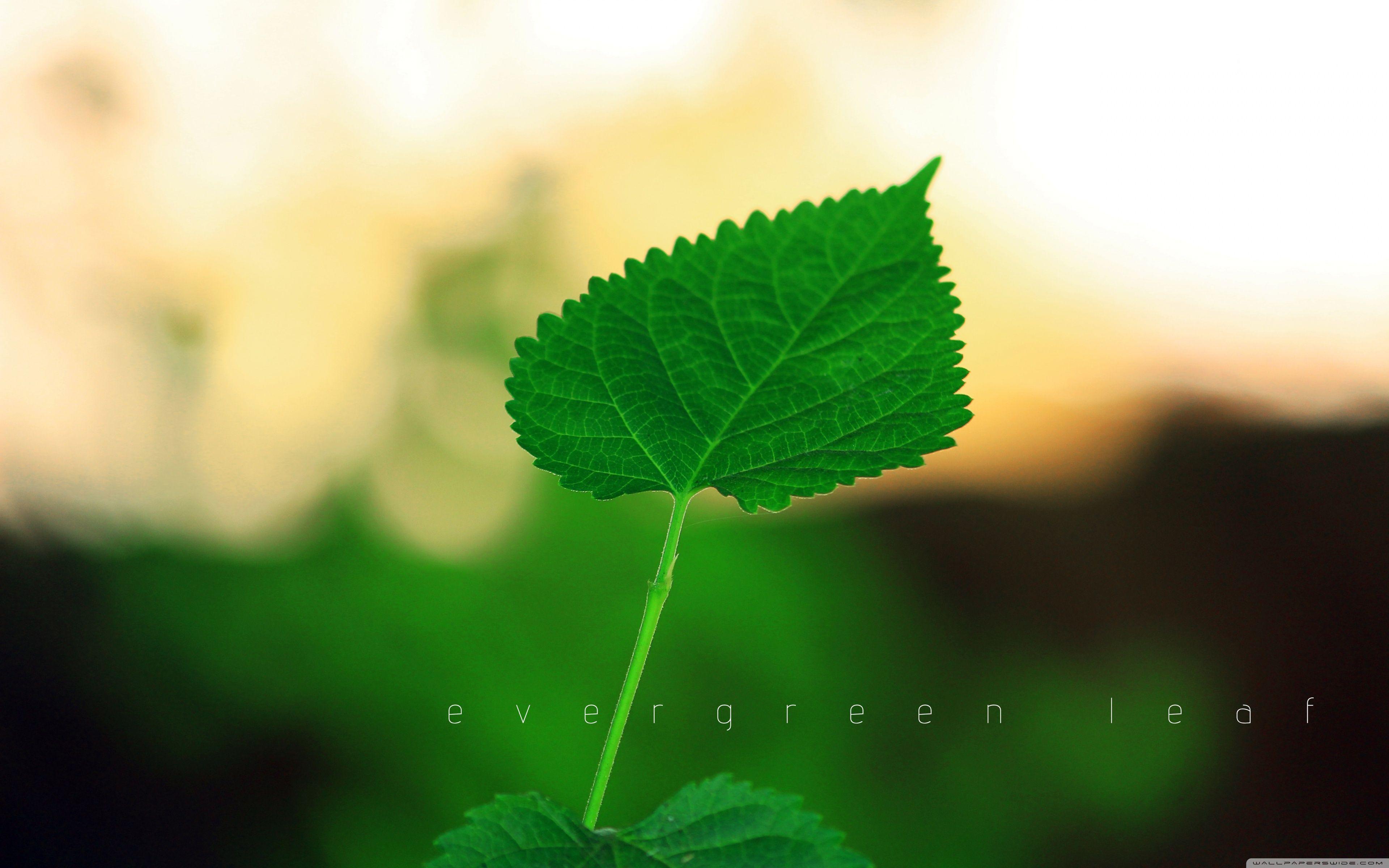 Evergreen Wallpapers - Top Free Evergreen Backgrounds - WallpaperAccess
