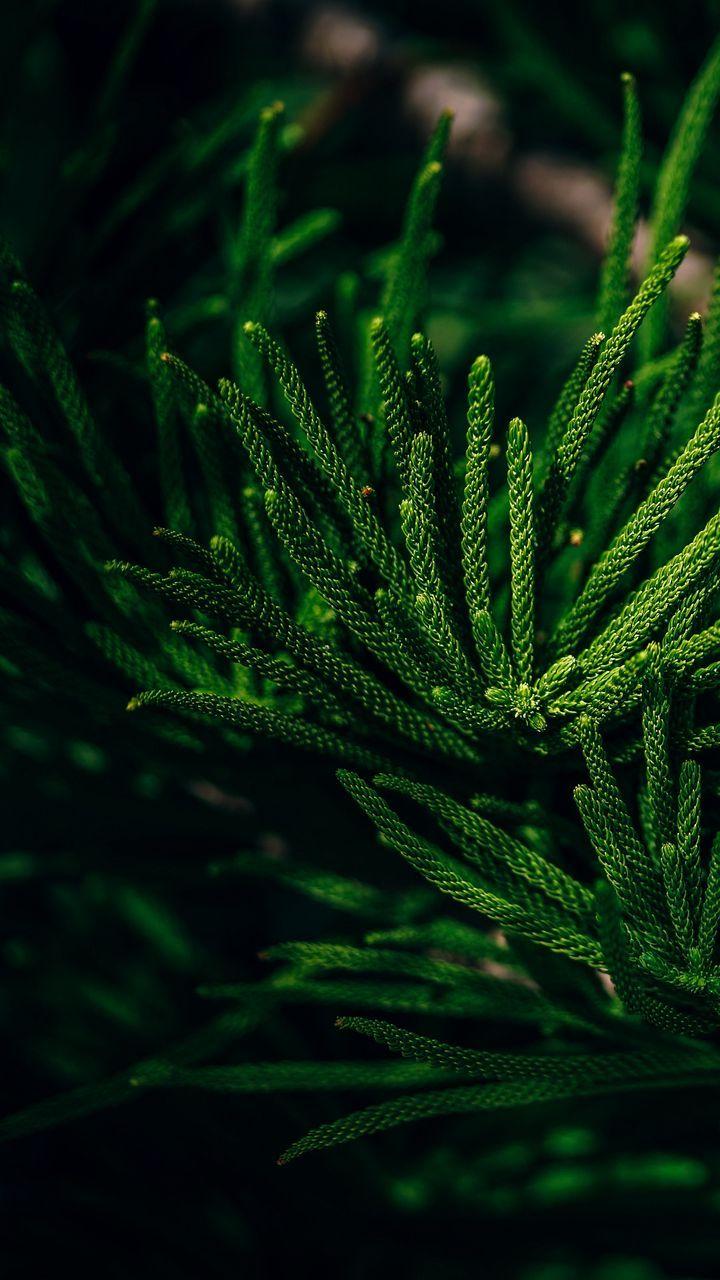 Evergreen Wallpapers - Top Free Evergreen Backgrounds - WallpaperAccess