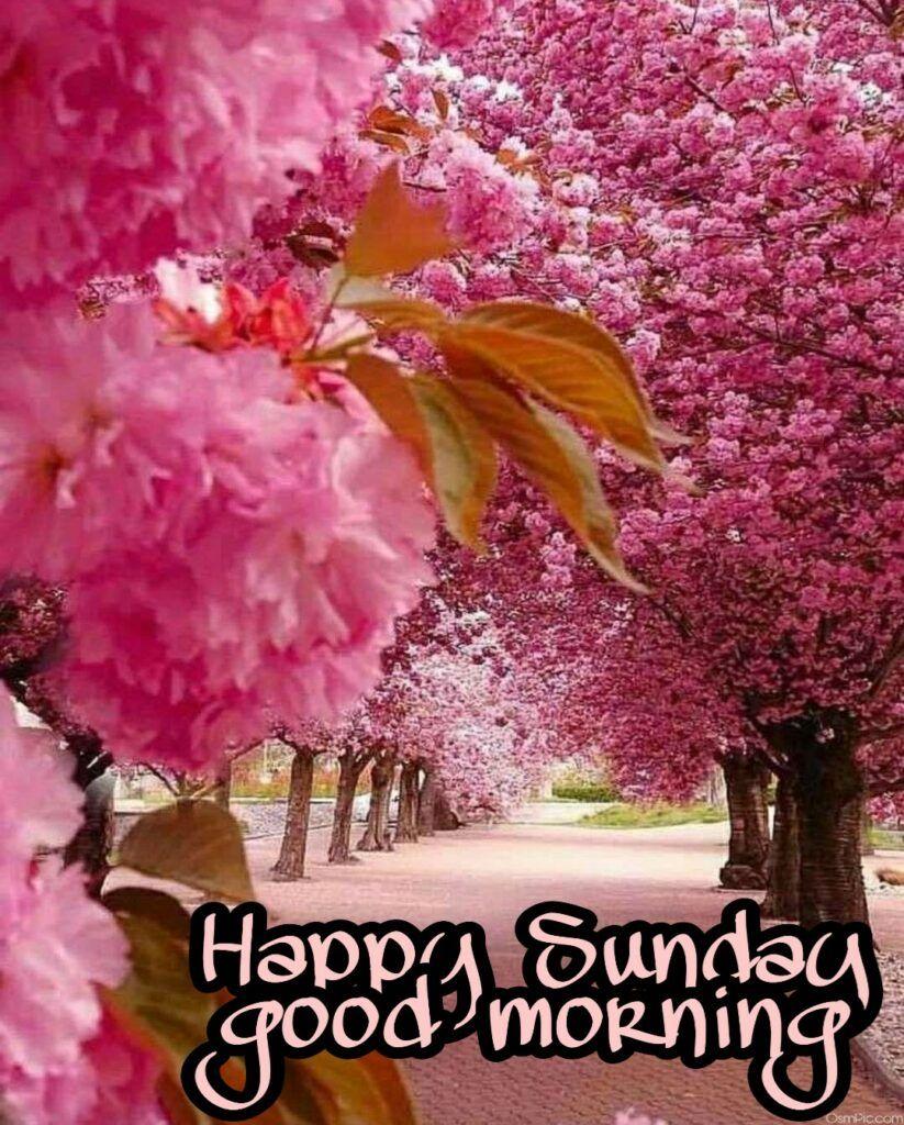 Happy Sunday Wallpapers - Top Free Happy Sunday Backgrounds ...
