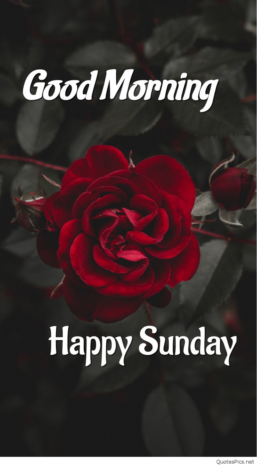 Happy Sunday Wallpapers - Top Free Happy Sunday Backgrounds ...