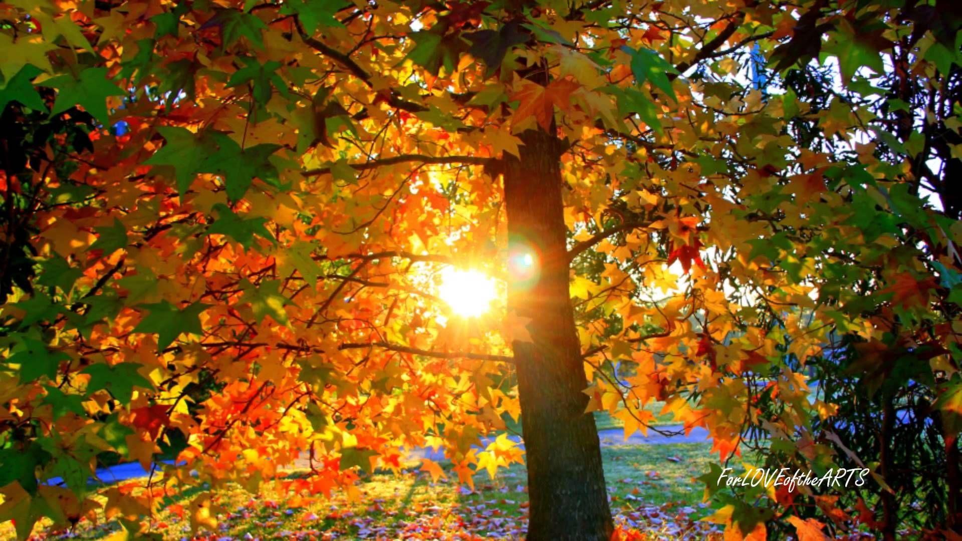 Vivaldi Wallpapers - Top Free Vivaldi Backgrounds - WallpaperAccess