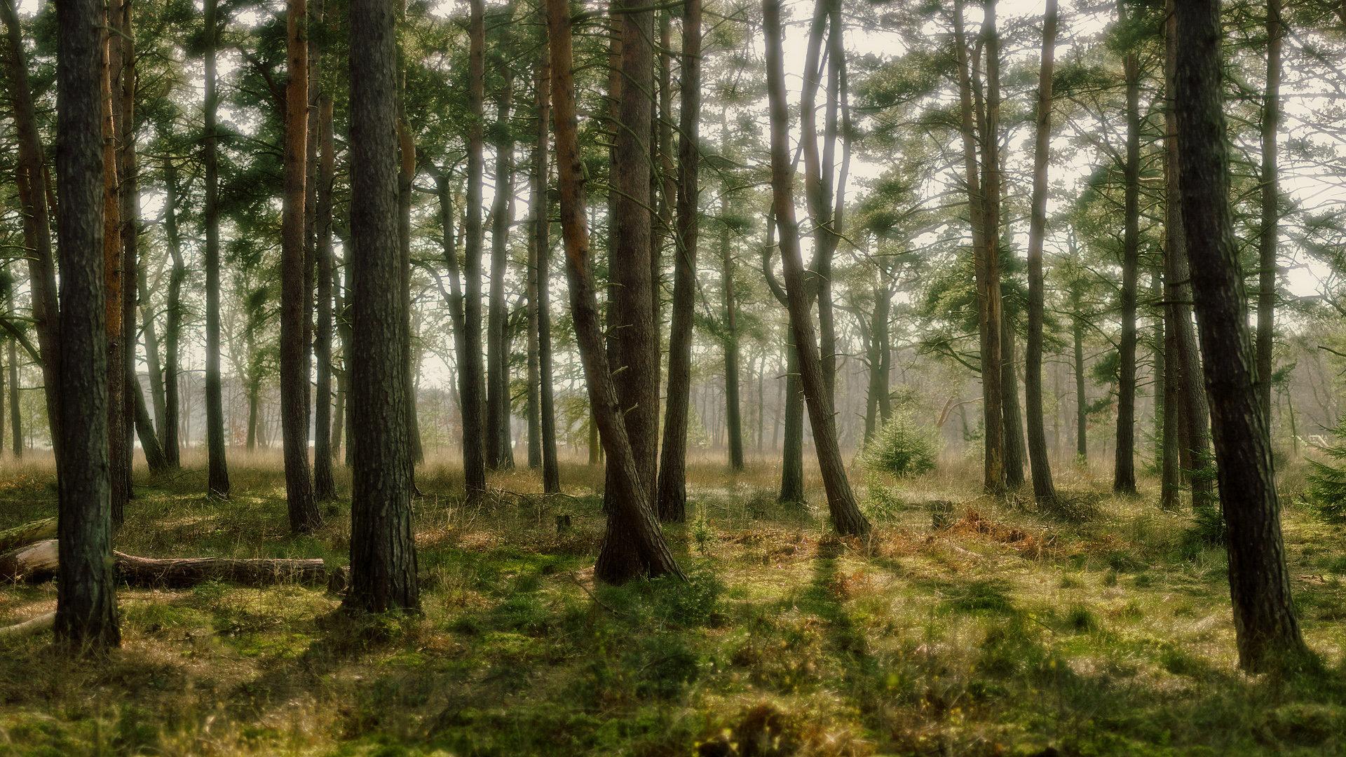 1920x1080 Forest Wallpapers - Top Free 1920x1080 Forest Backgrounds ...