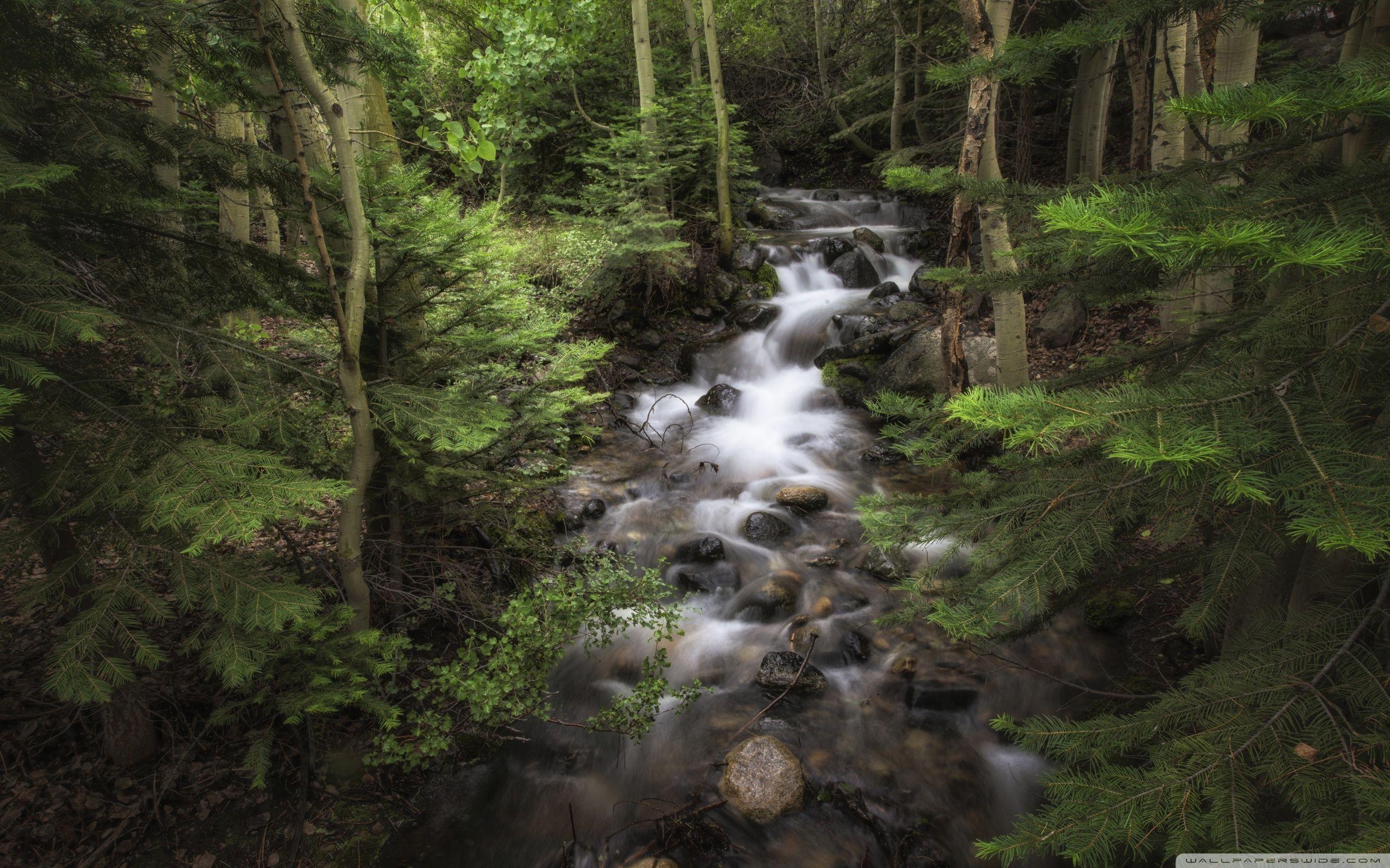 Forest Water Wallpapers - Top Free Forest Water Backgrounds ...