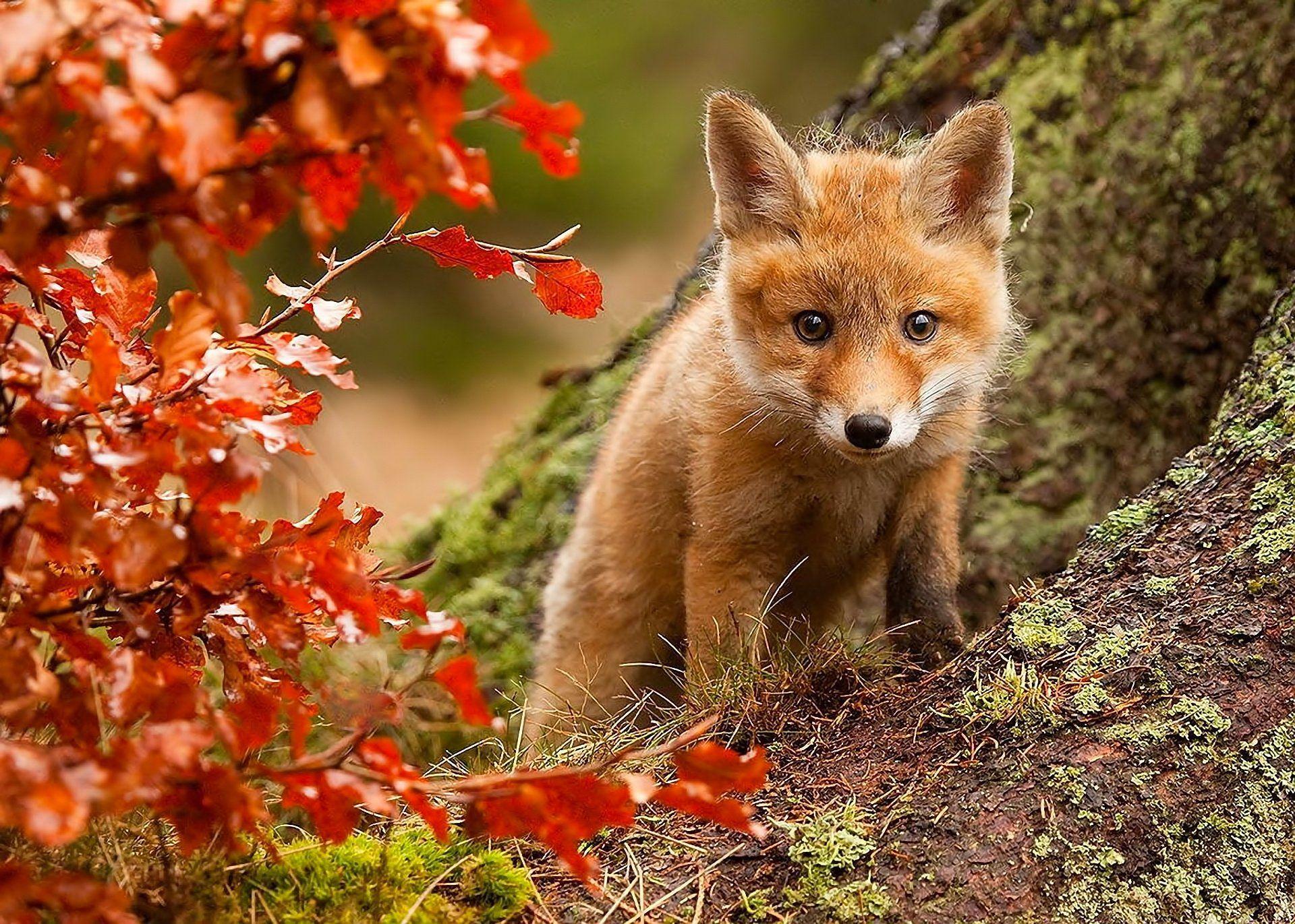 Fall Fox Wallpapers - Top Free Fall Fox Backgrounds - WallpaperAccess