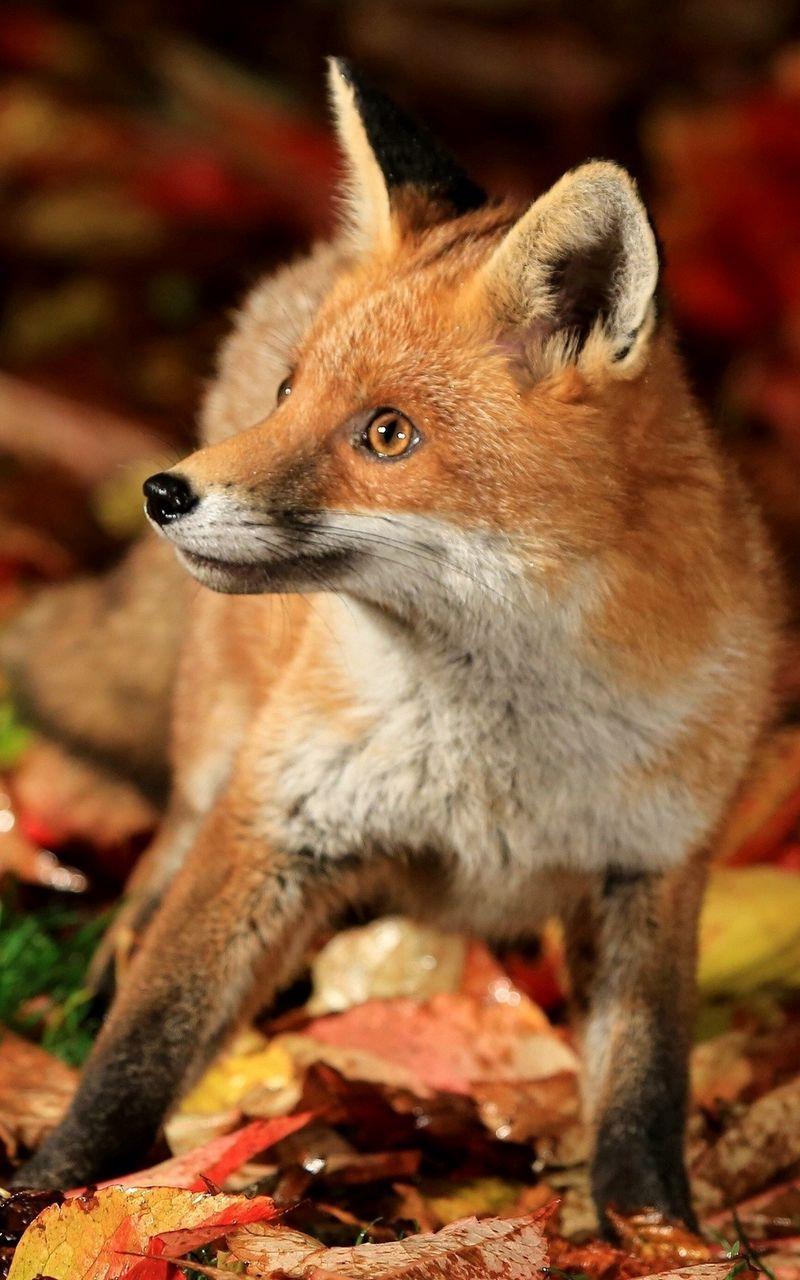 Fall Fox Wallpapers - Top Free Fall Fox Backgrounds - WallpaperAccess