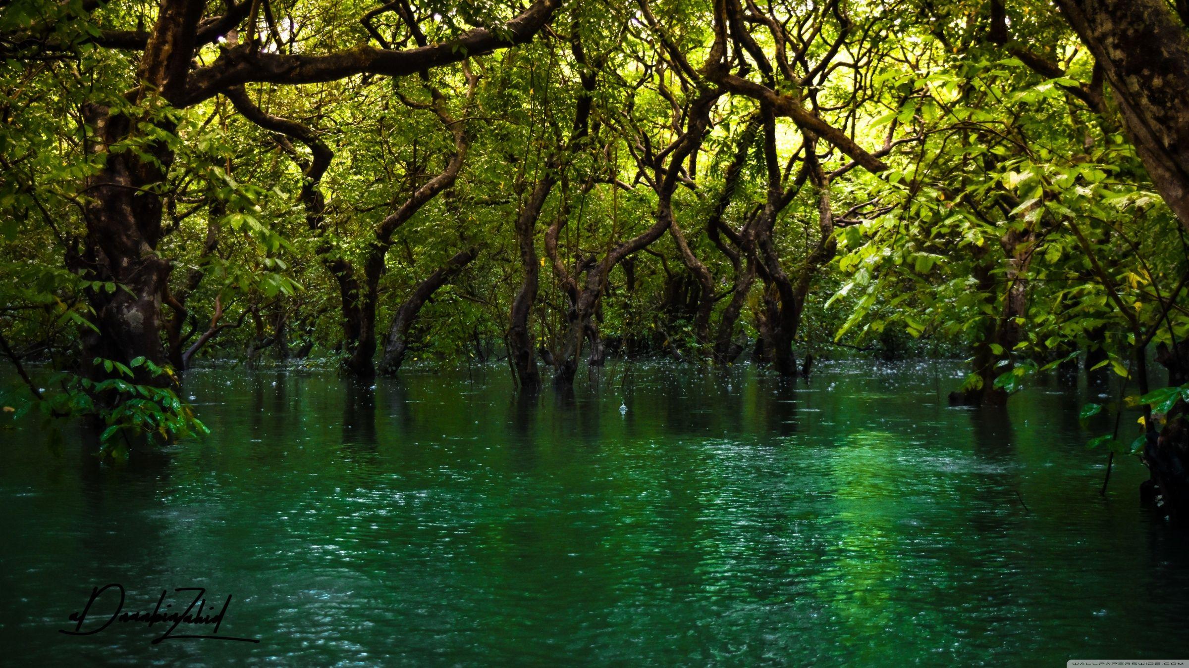 Forest Water Wallpapers - Top Free Forest Water Backgrounds ...