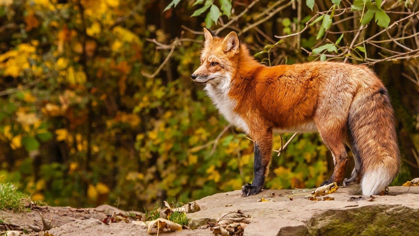 Fall Fox Wallpapers - Top Free Fall Fox Backgrounds - WallpaperAccess