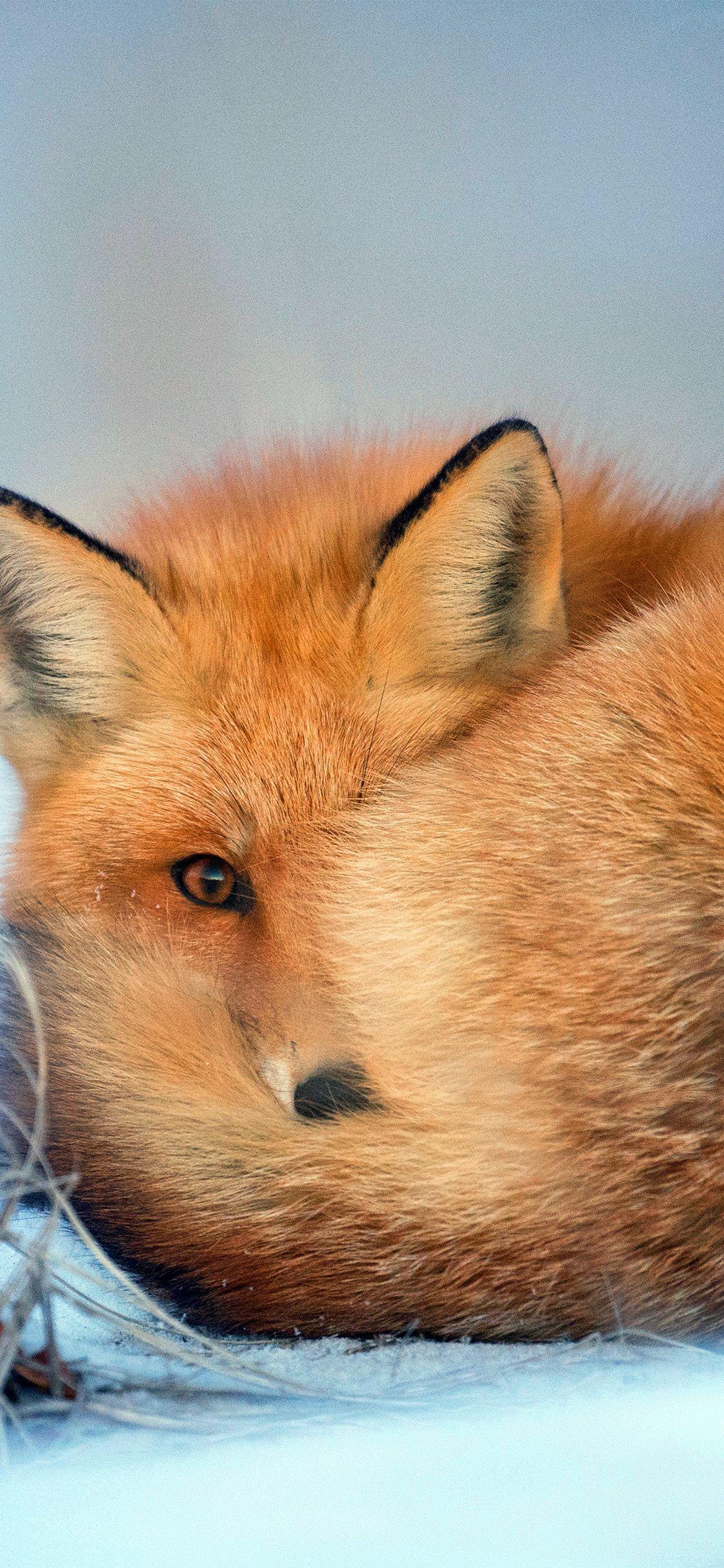 Fall Fox Wallpapers - Top Free Fall Fox Backgrounds - WallpaperAccess