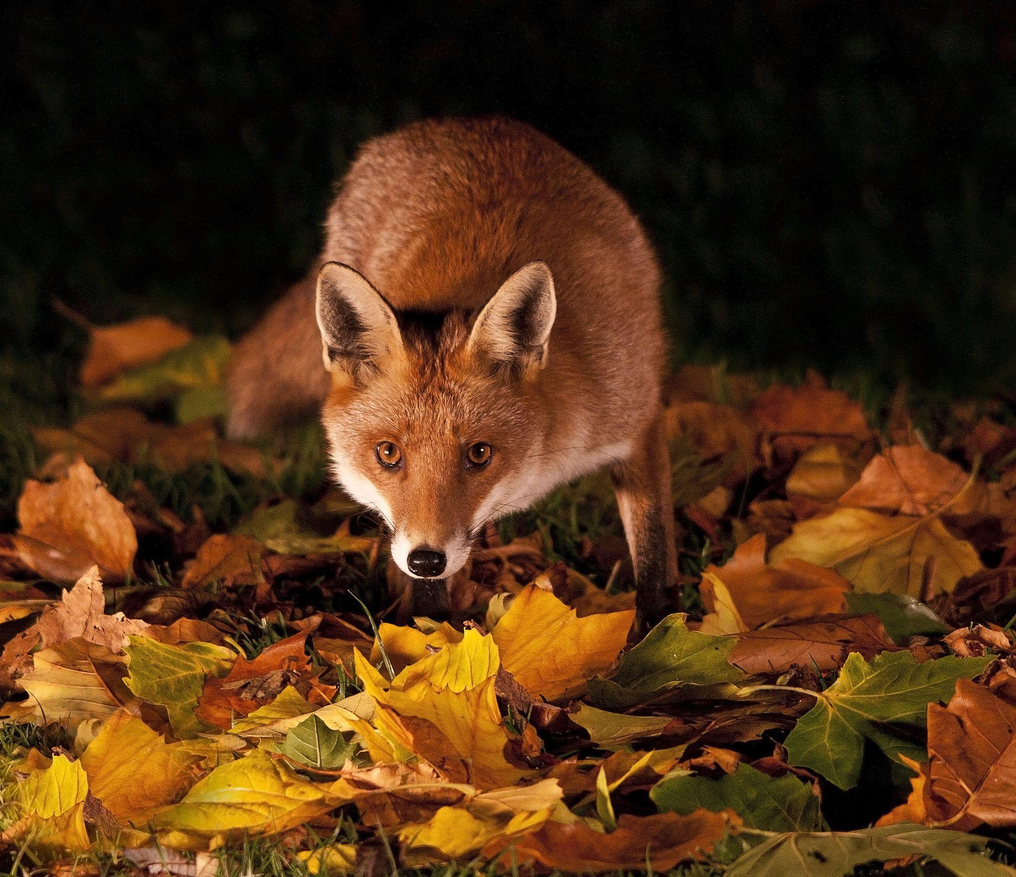 Fall Fox Wallpapers - Top Free Fall Fox Backgrounds - WallpaperAccess